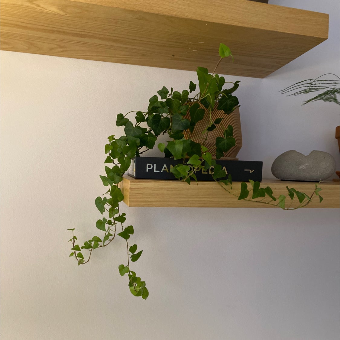 10 Benefits Of Having A English Ivy