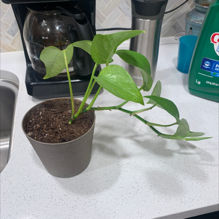 💧 What Is The Best Way To Water a Golden Pothos?
