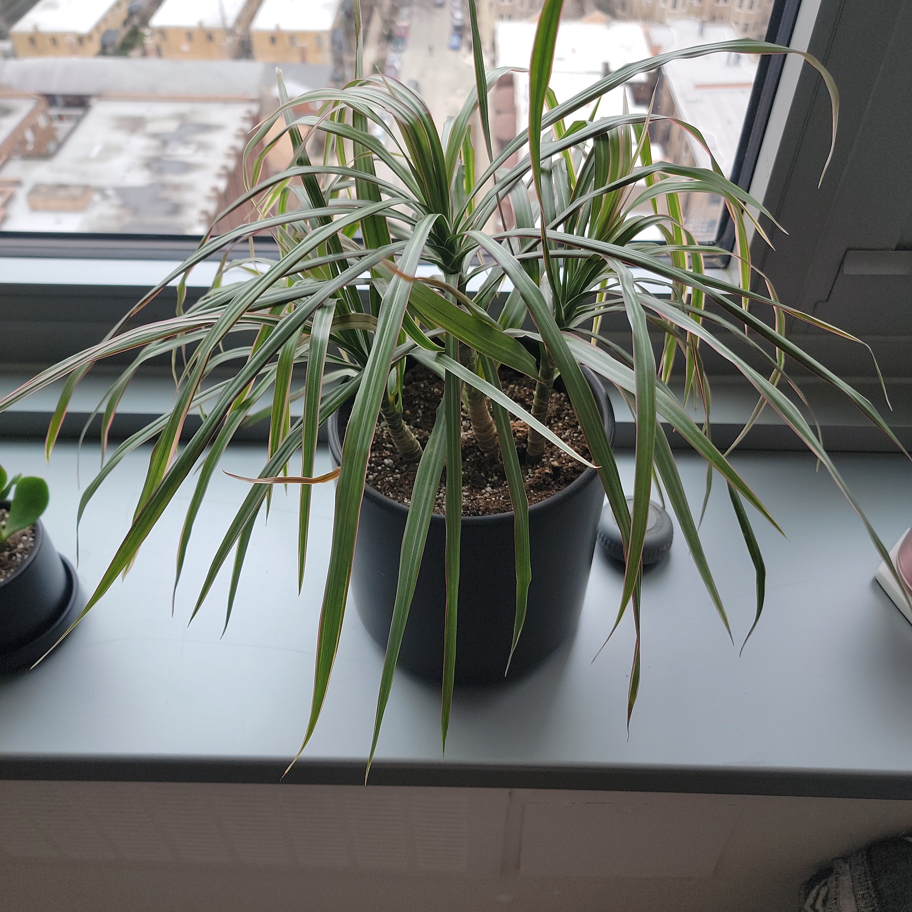 🐉 Why Are My Madagascar Dragon Tree Leaves Droopy?