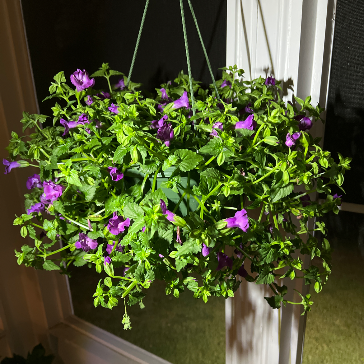 Fertilizing My Wishbone Flower to Double Its Growth