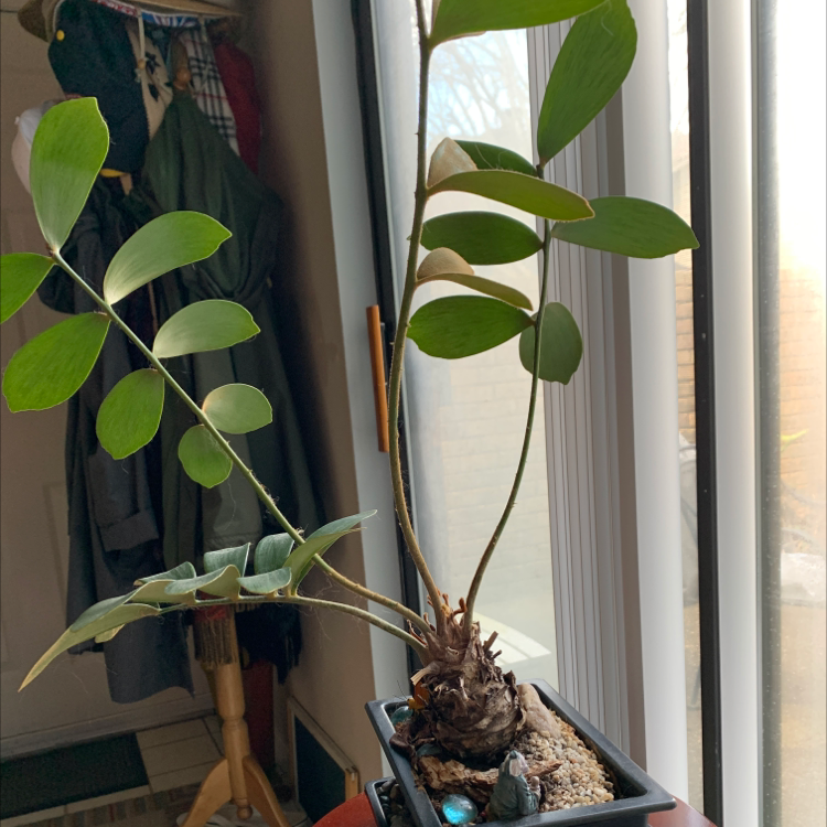 How Can You Tell If A Cardboard Palm Is Dying?