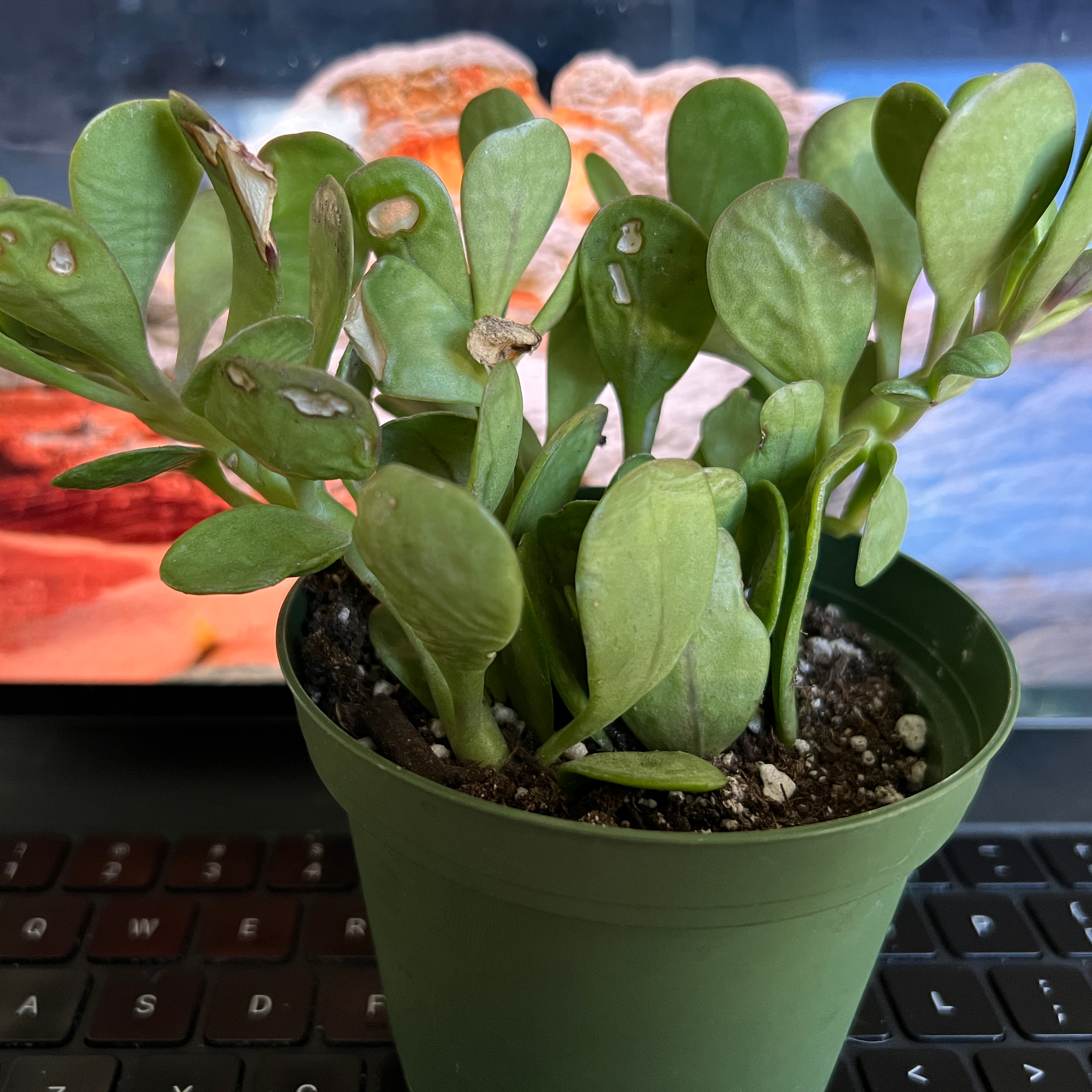 🍂 Why Are There Brown Spots on My Silver Dollar Vine Leaves?