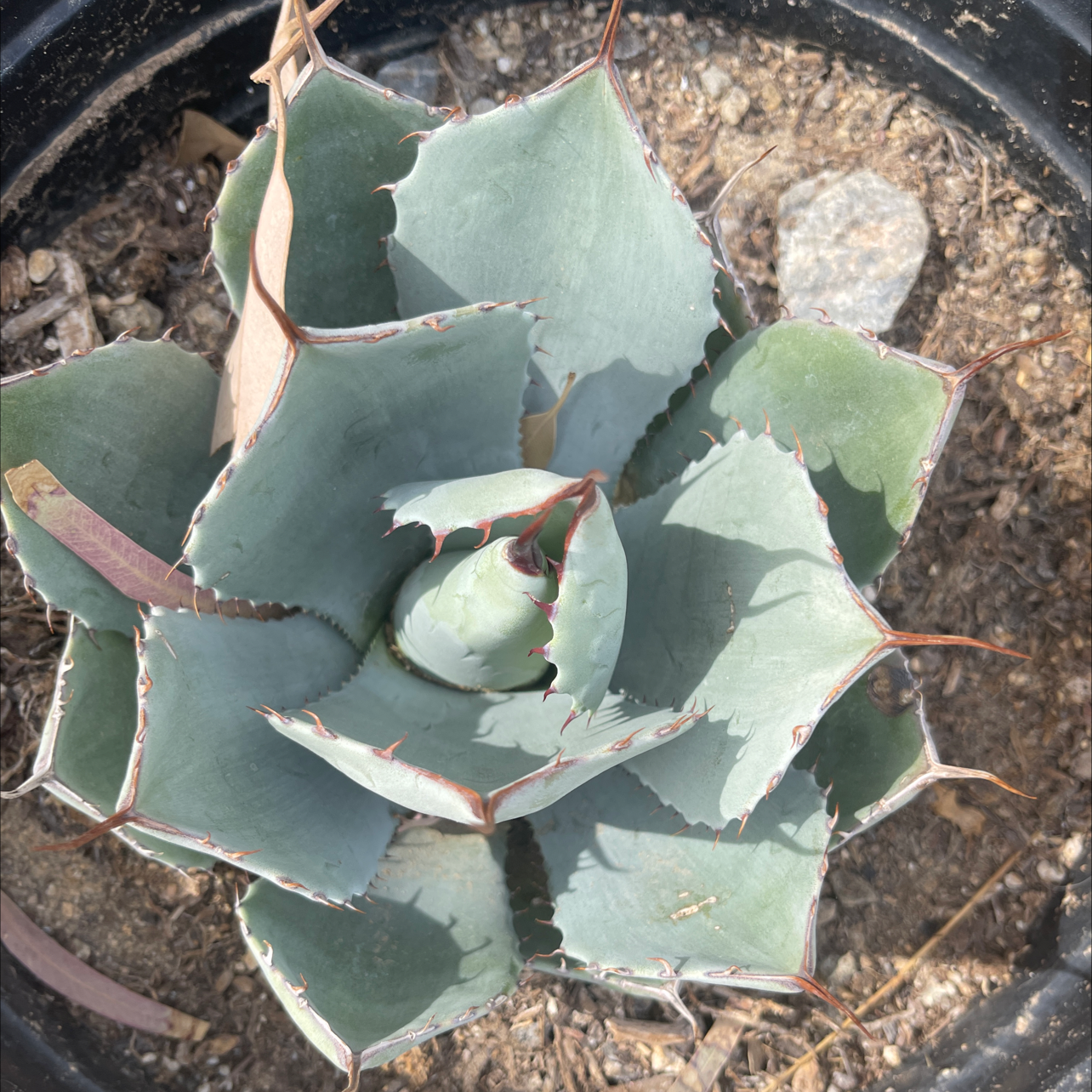 Common Parry's Agave Problems