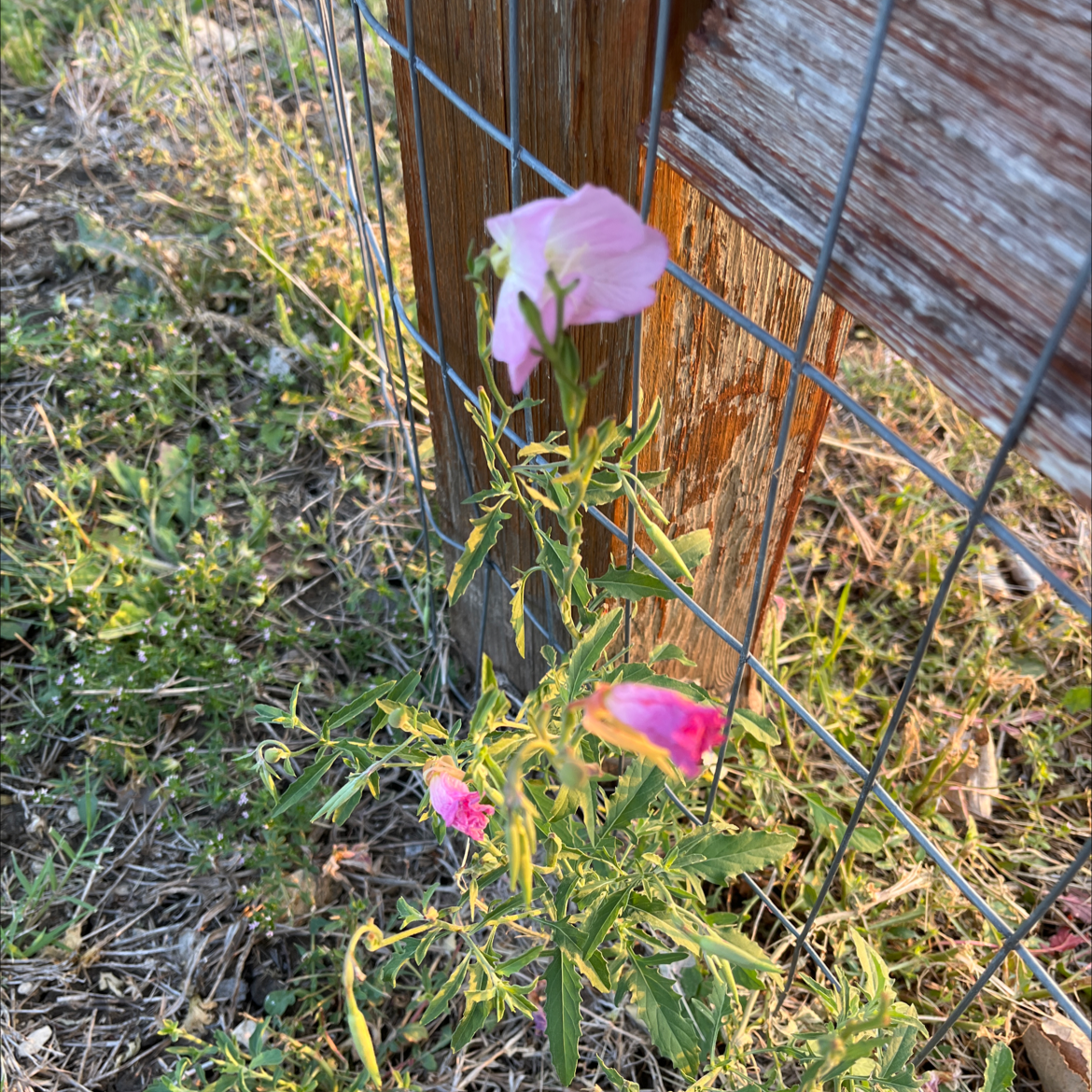 🌡 What Temperature Does My Showy Pink Evening Primrose Need?
