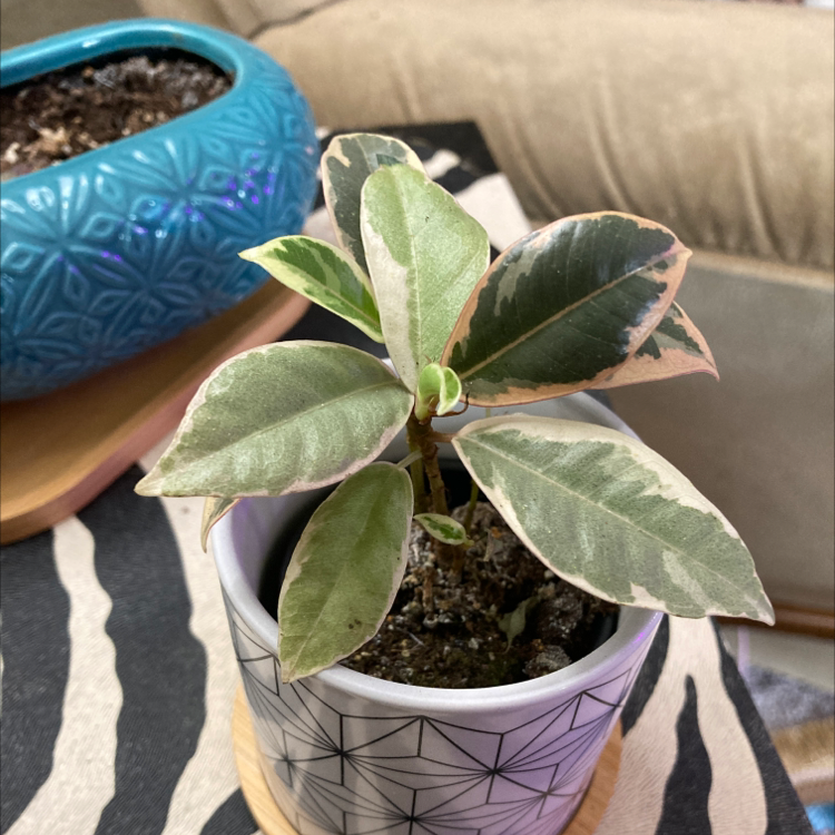🌡 What Temperature Does My Ficus Decora Need?