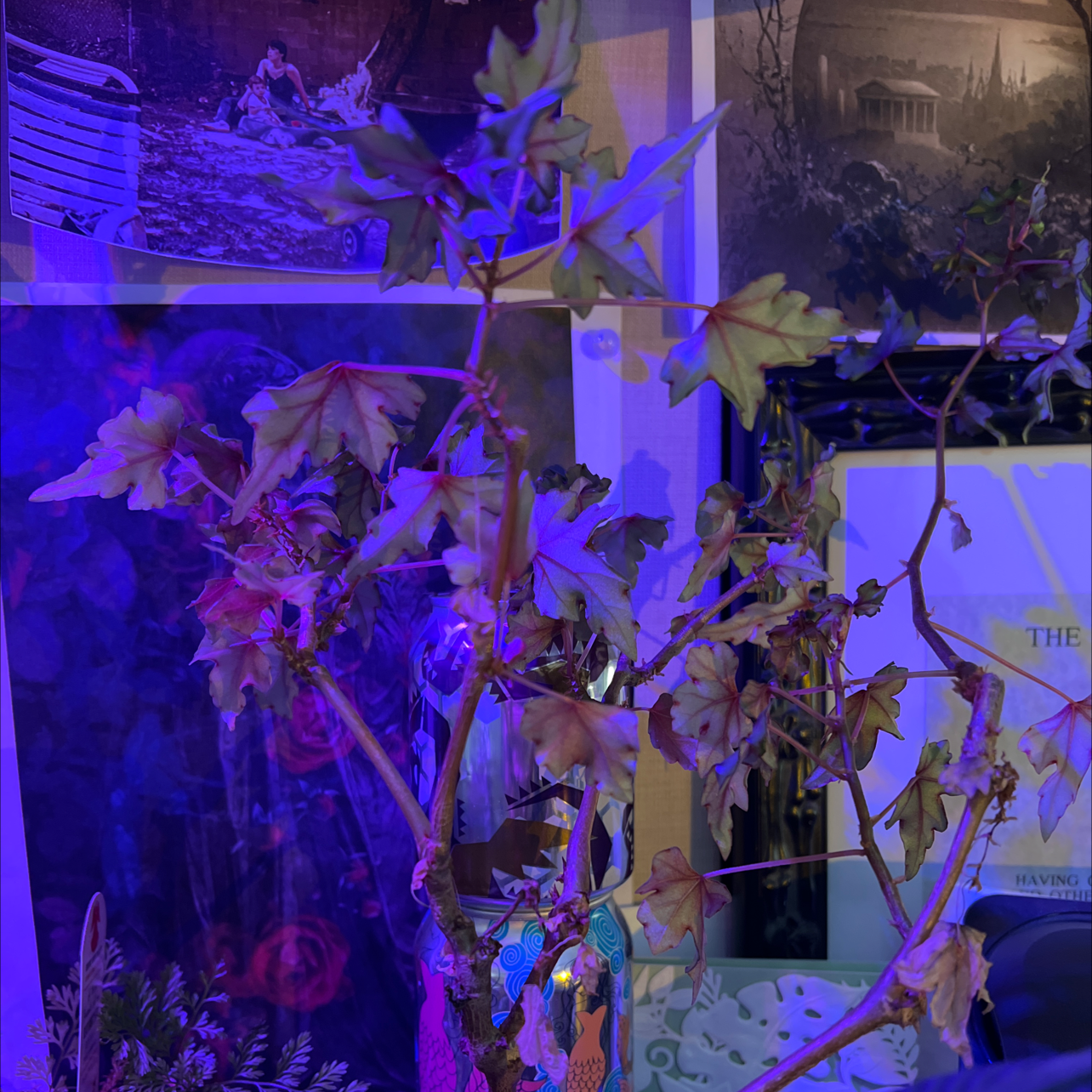 Personalized Maple leaf begonia Care: Water, Light, Nutrients | Greg App