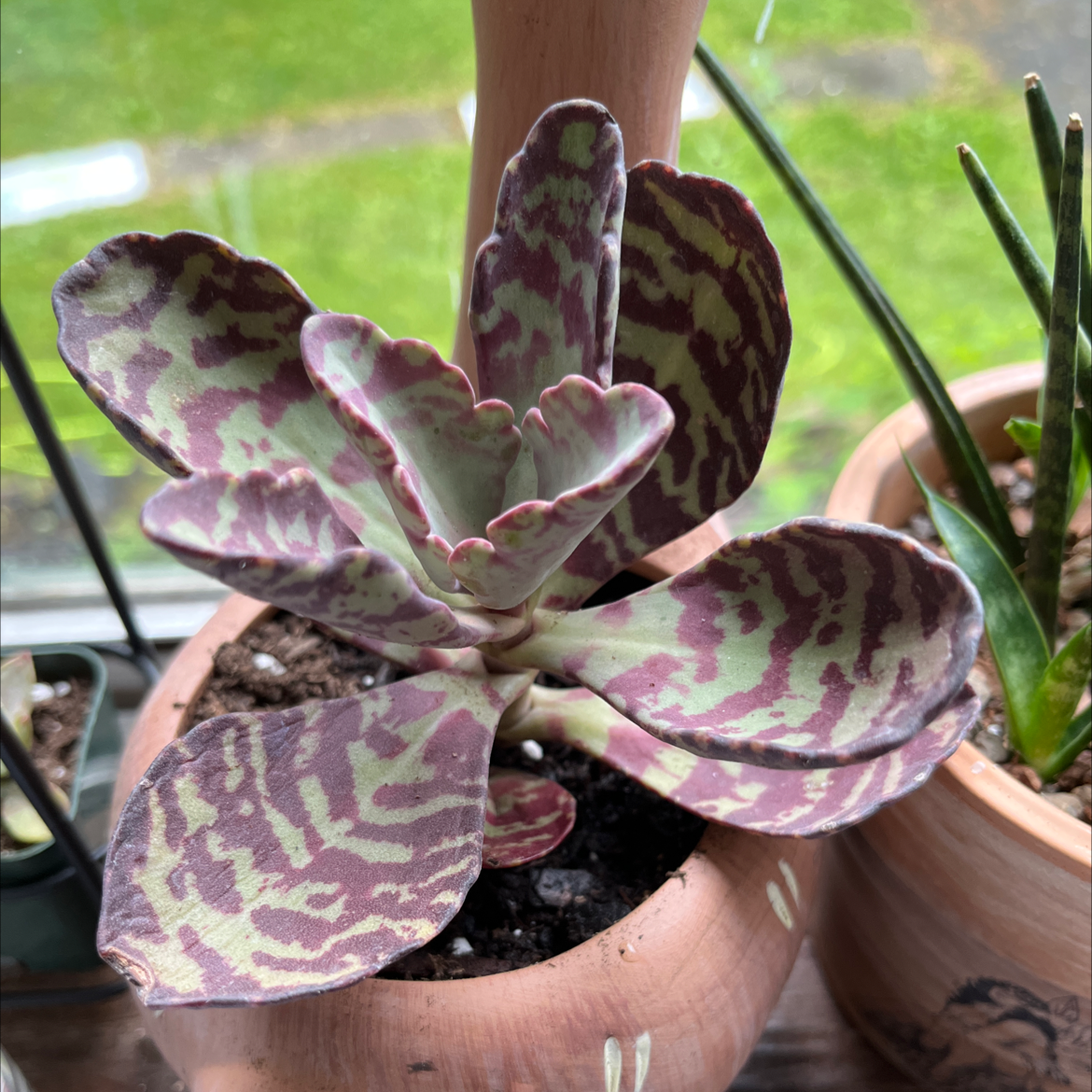 What Are The Bugs on My Kalanchoe humilis? 🐞