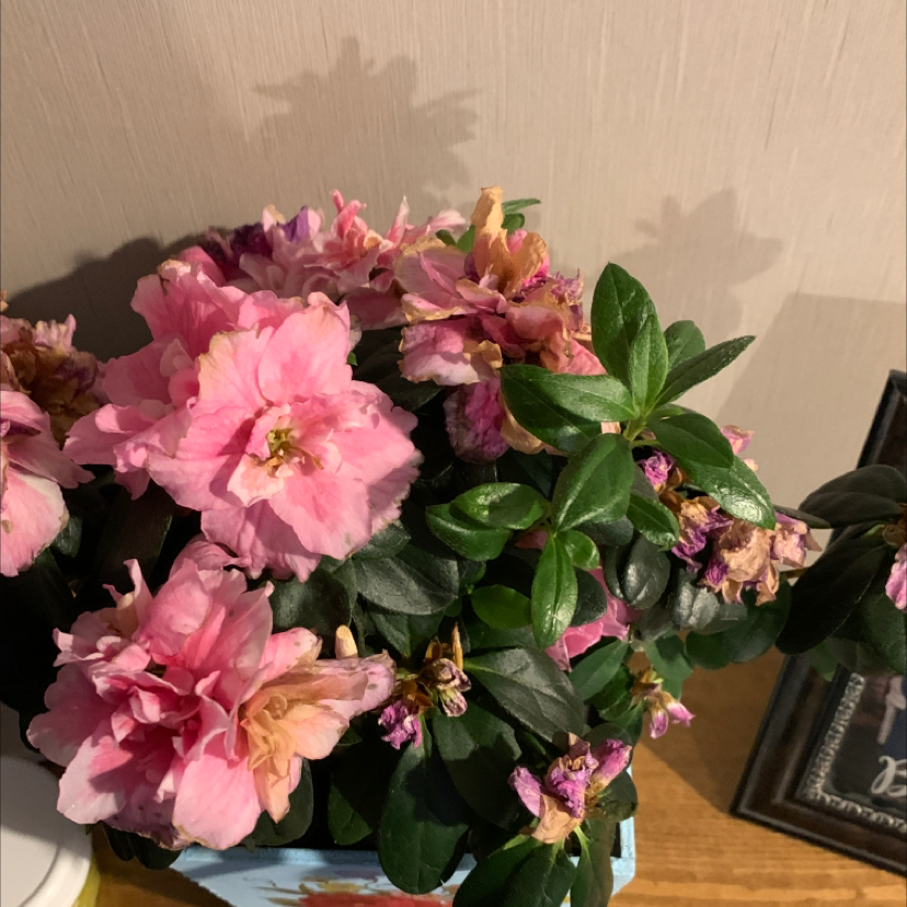 Rhododendron - Fertilizing 101