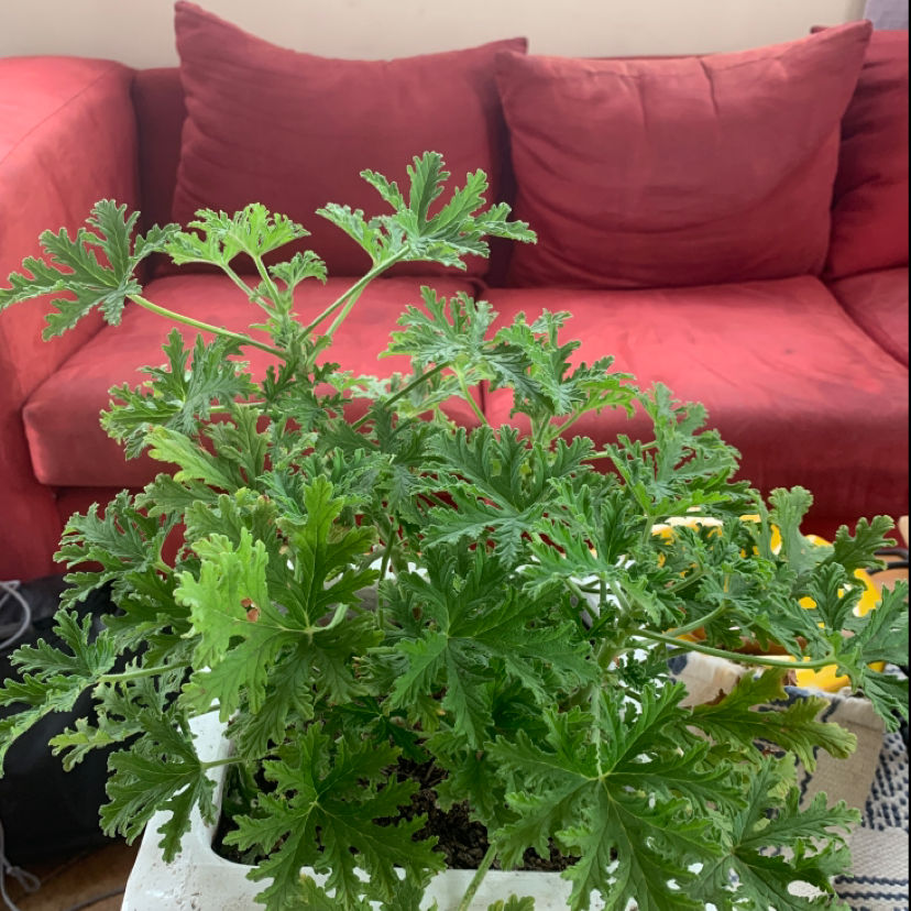 Sweet Scented Geranium - Ultimate Guide to Fertilizing