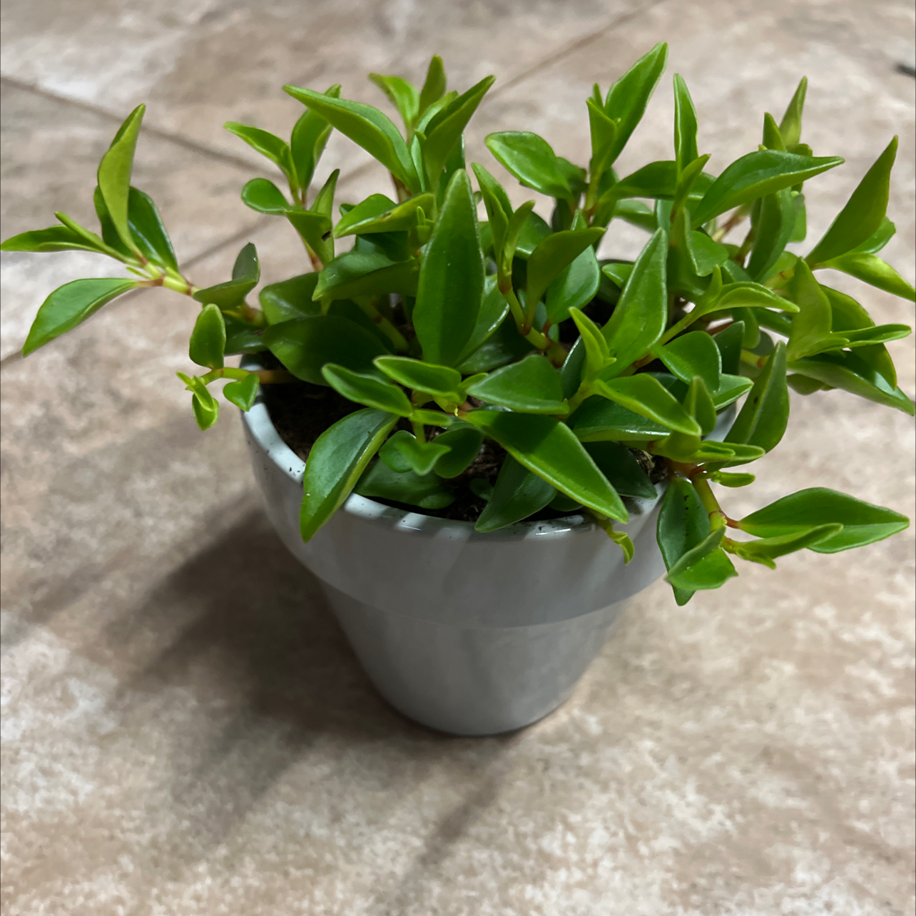 Why Are There Brown Spots on My Peperomia deppeana?