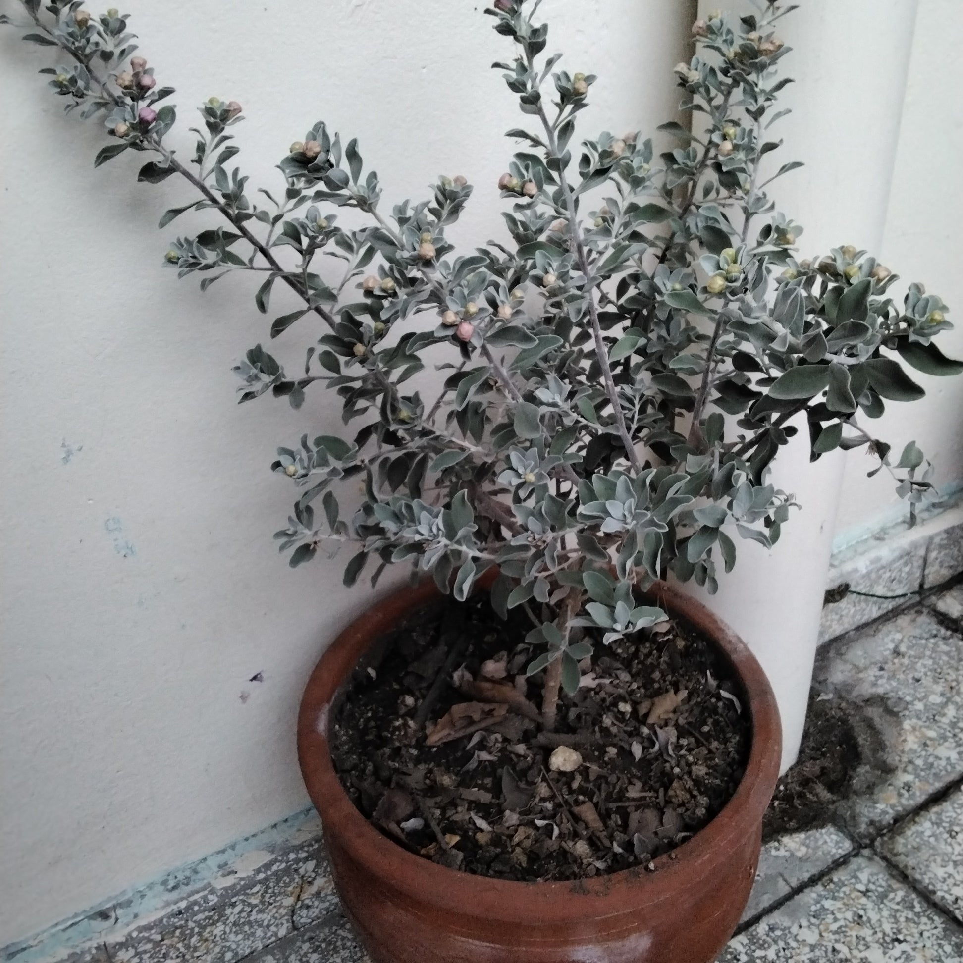 Year-Round Light Requirements For My Texas Barometer Bush