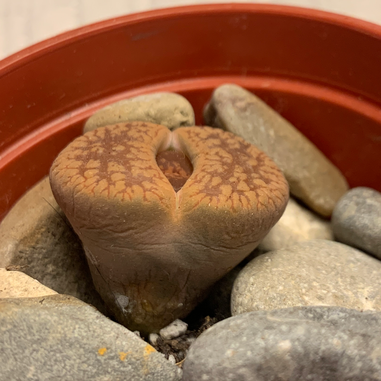 🪨 How To Know When To Repot A Lithops?