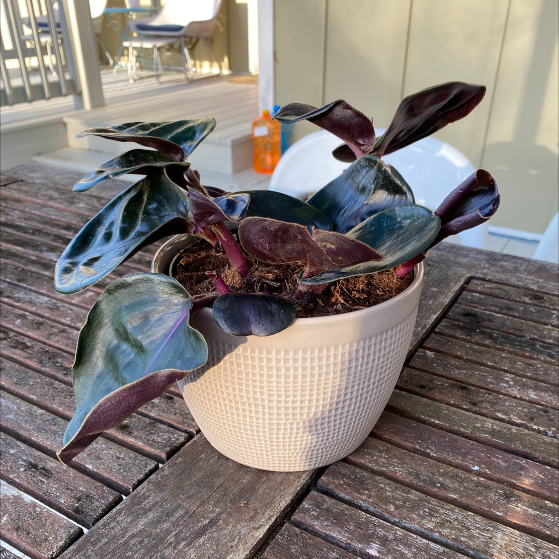 How to Propagate Your Geogenanthus ciliatus