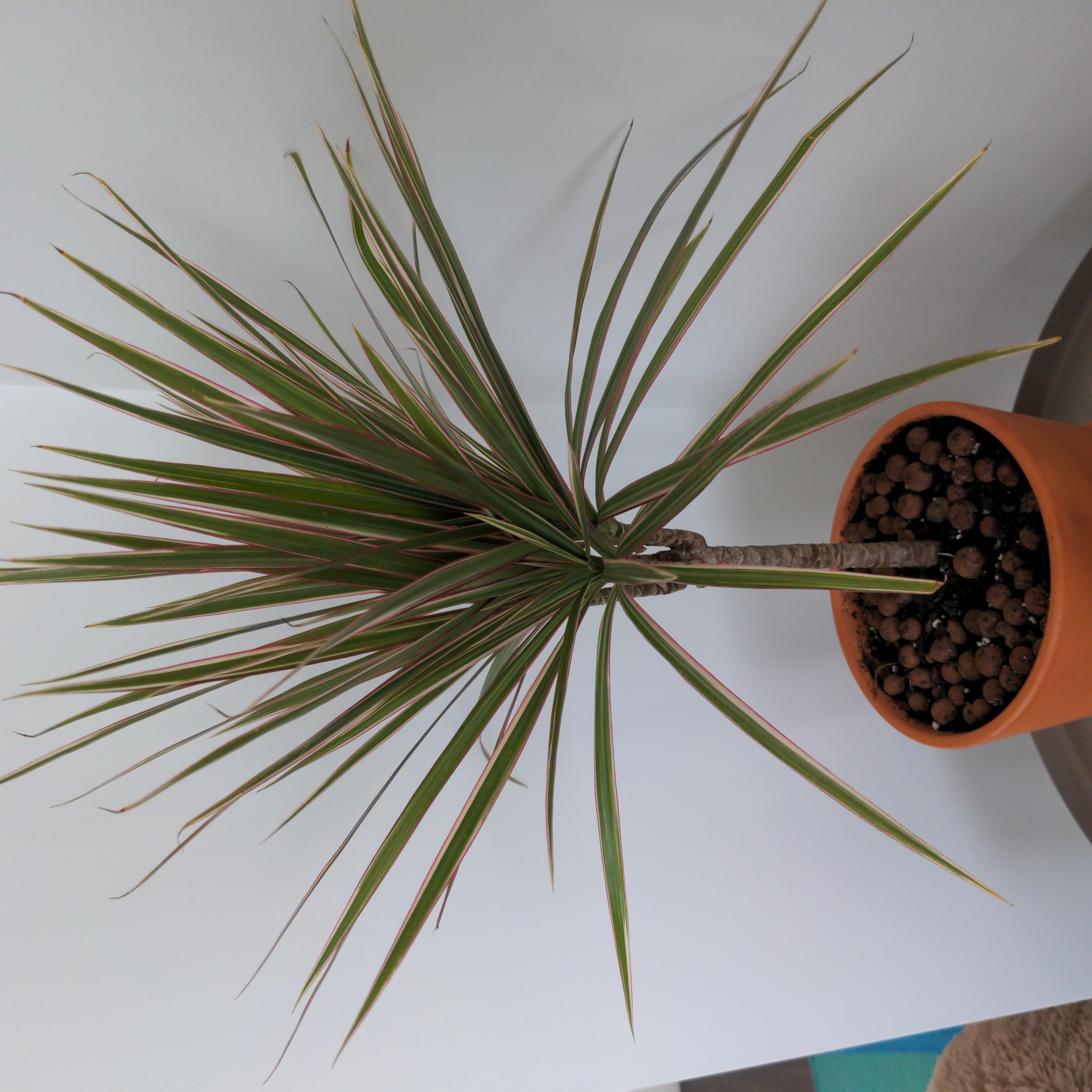 10 Benefits of Having an Open Weave Dragon Tree