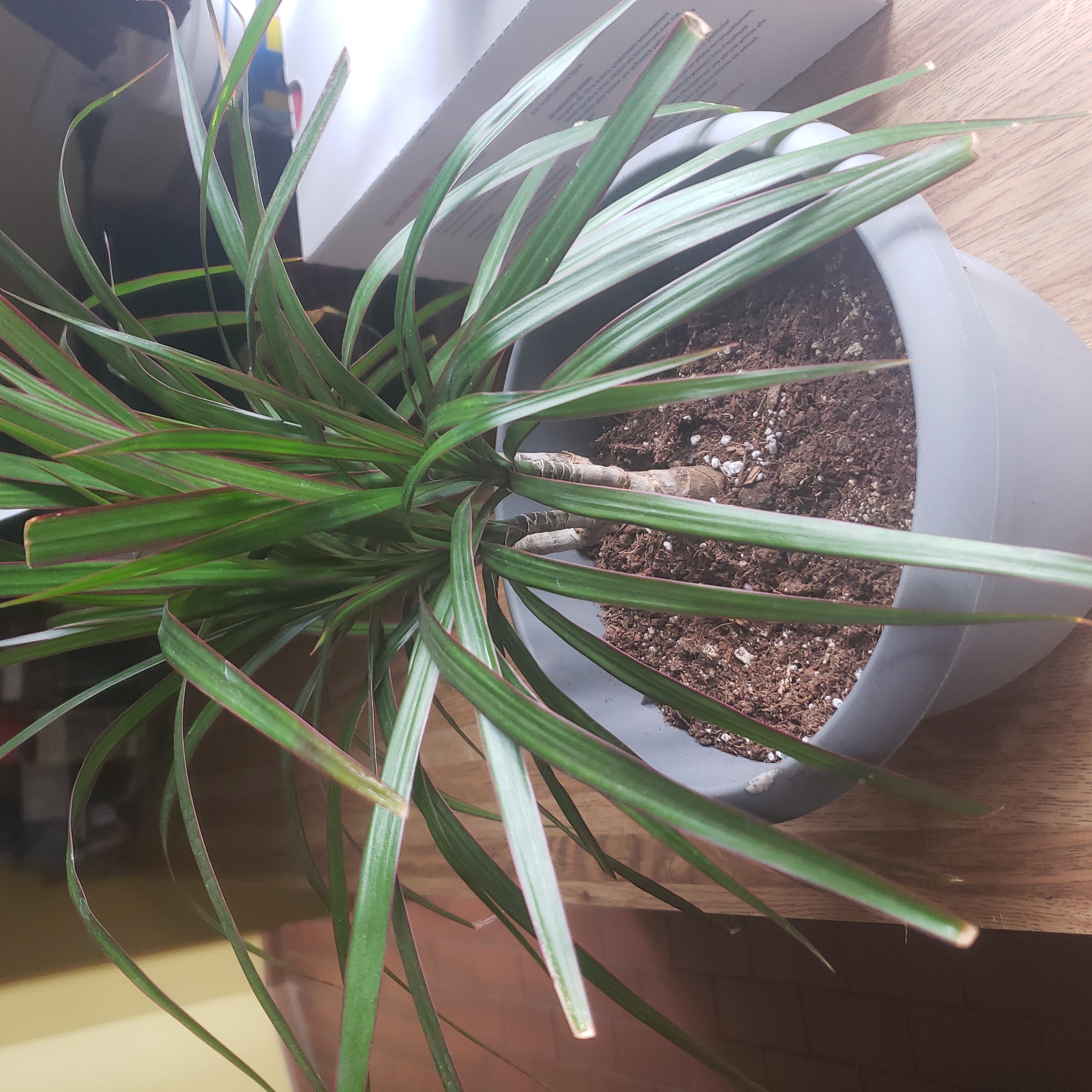 Light Requirements For My Open Weave Dragon Tree by Season