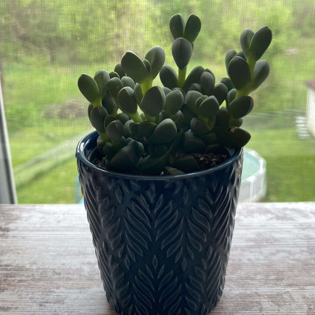 Why Are My Astridia velutina Leaves Droopy?