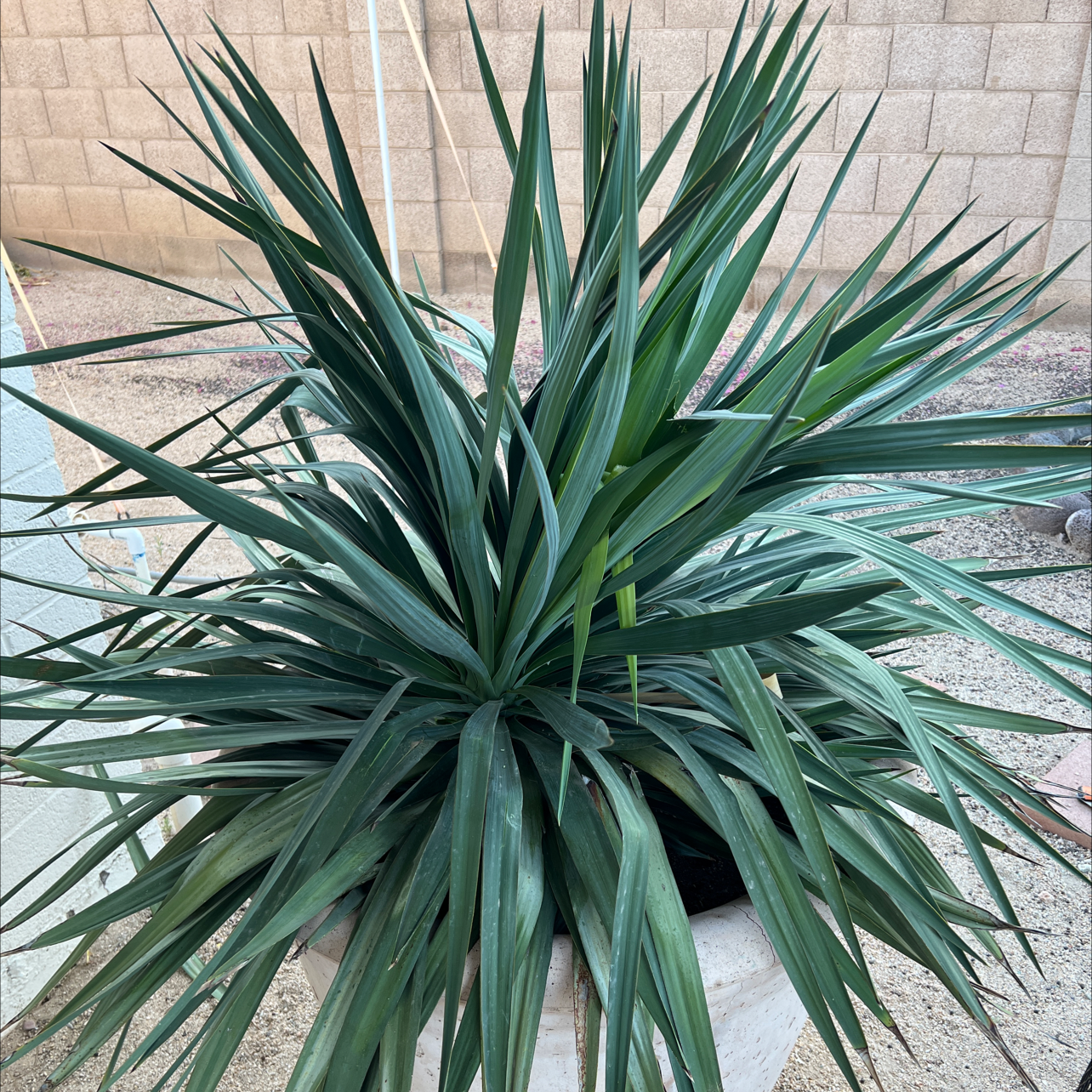 Fertilizing My Spanish Dagger to Double Its Growth