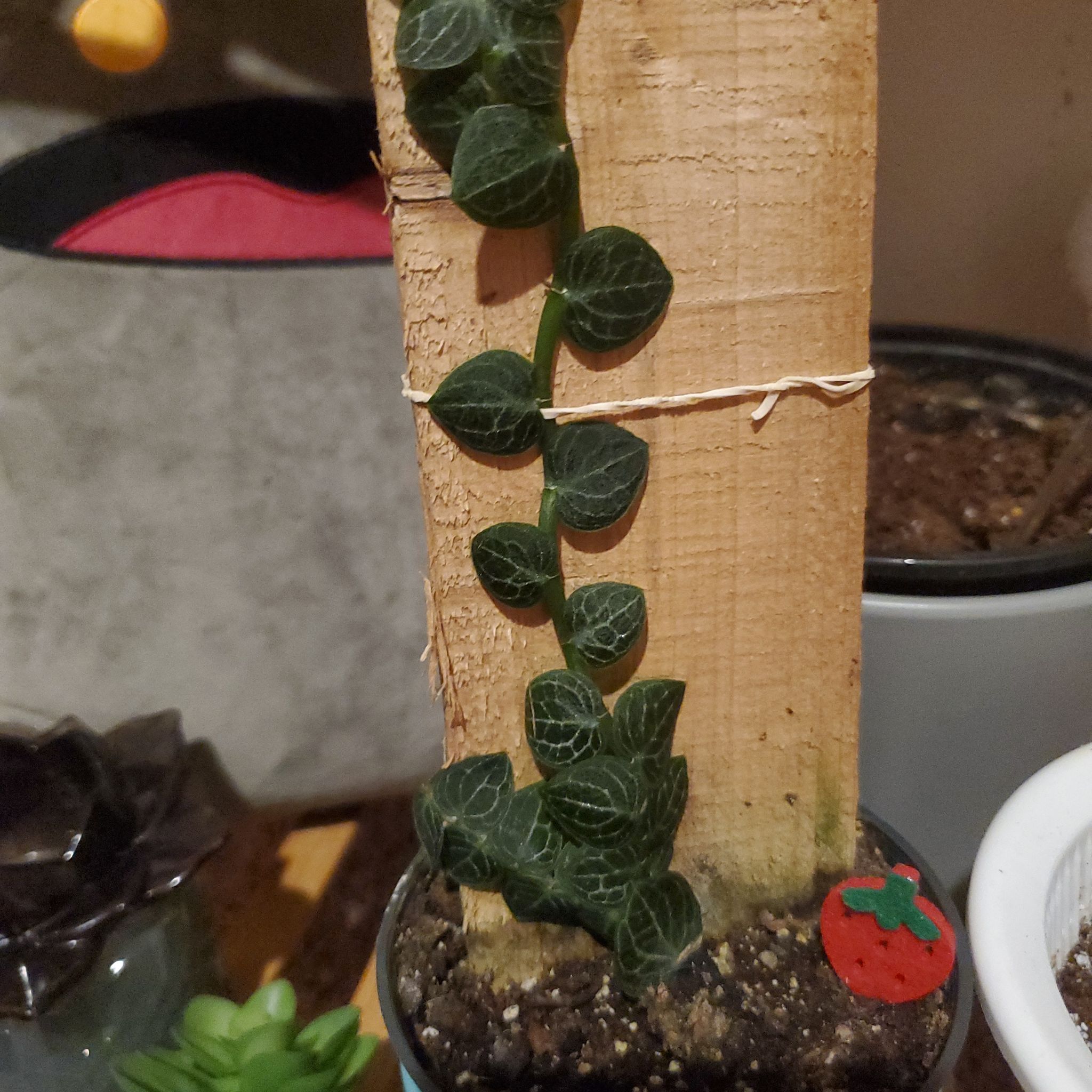 Black Spots on My Shingle Plant Leaves