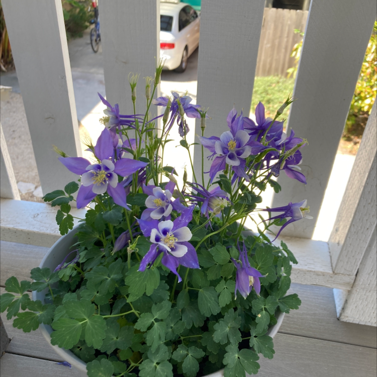 What Does It Mean When Common Columbine Blooms?