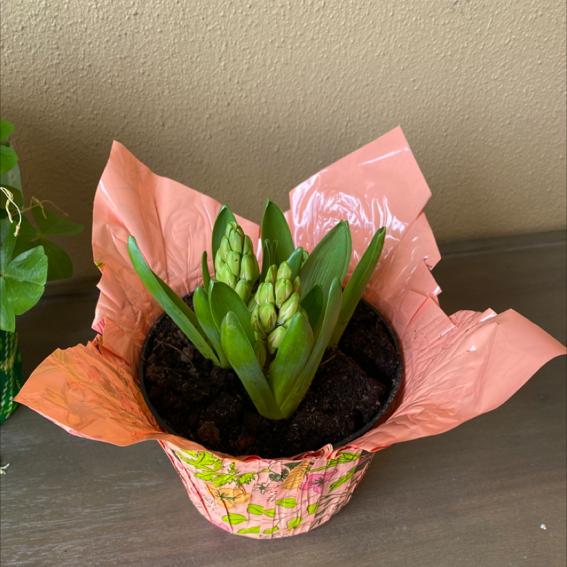 💧 Why Are My Garden Hyacinth Leaves Droopy?