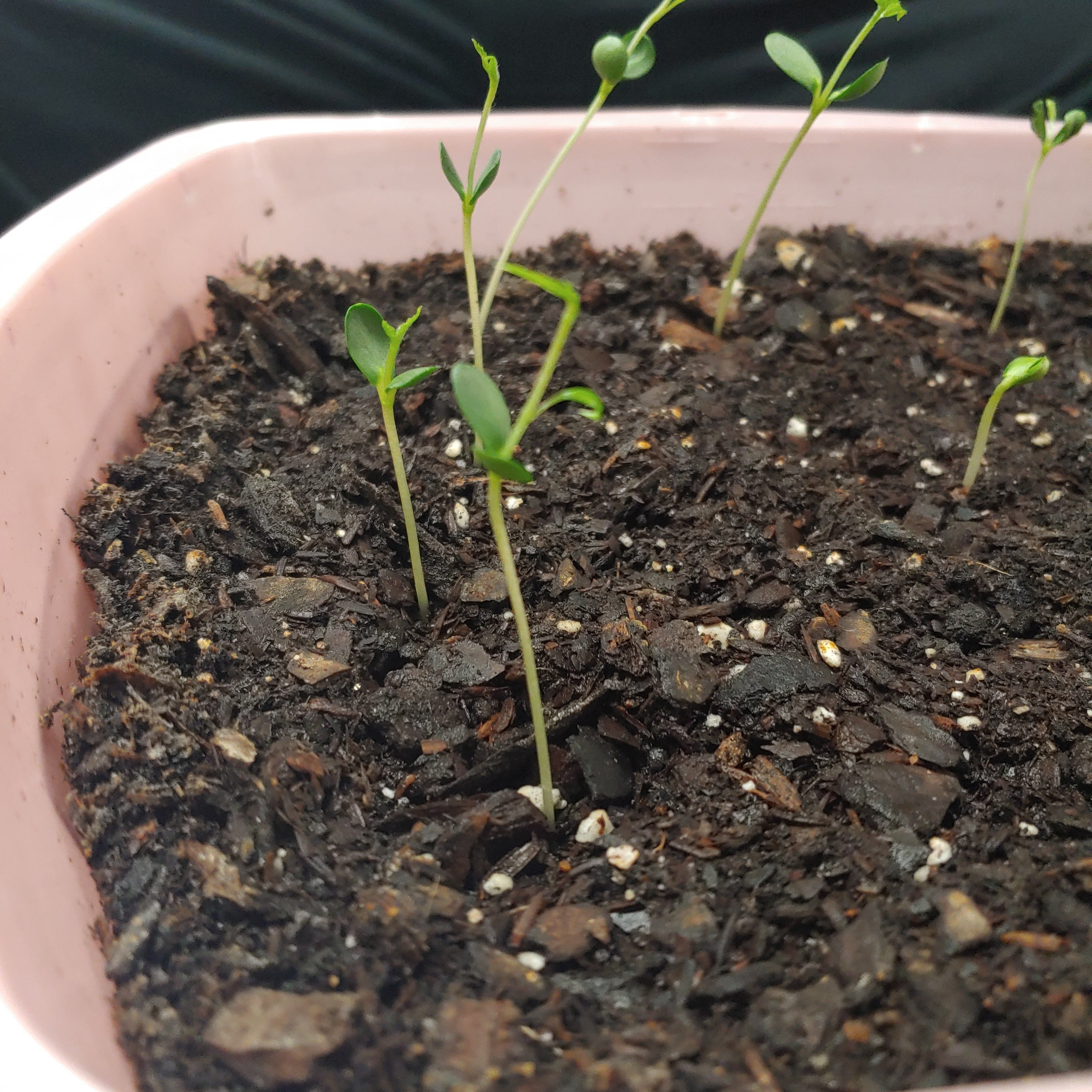 🍎 Light Requirements For My Apple