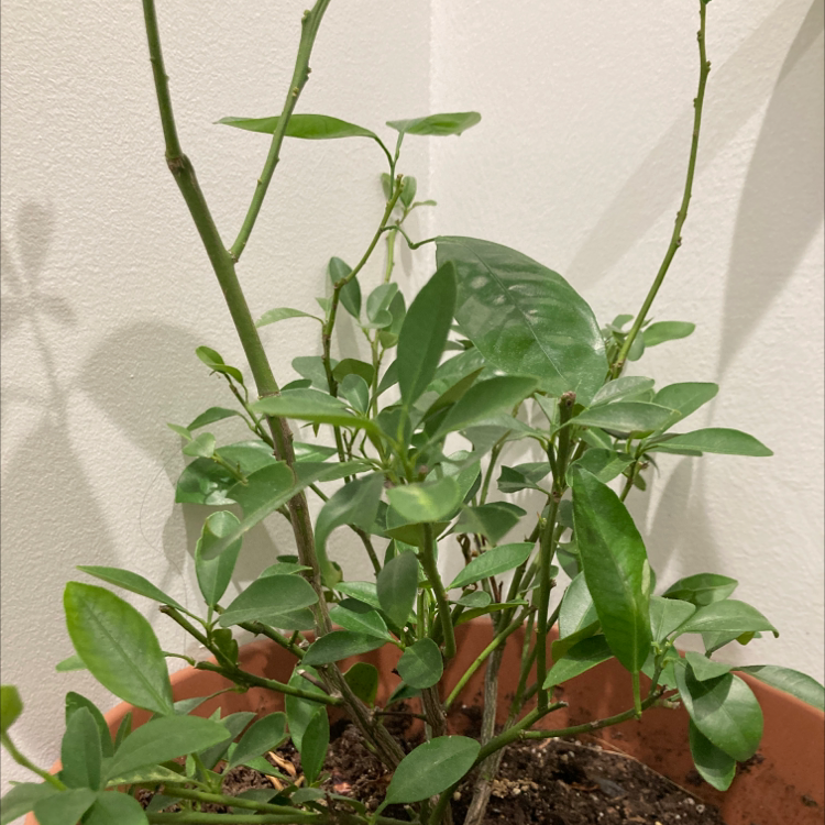 🍊 Best Potting Soil Mix for Pomelo