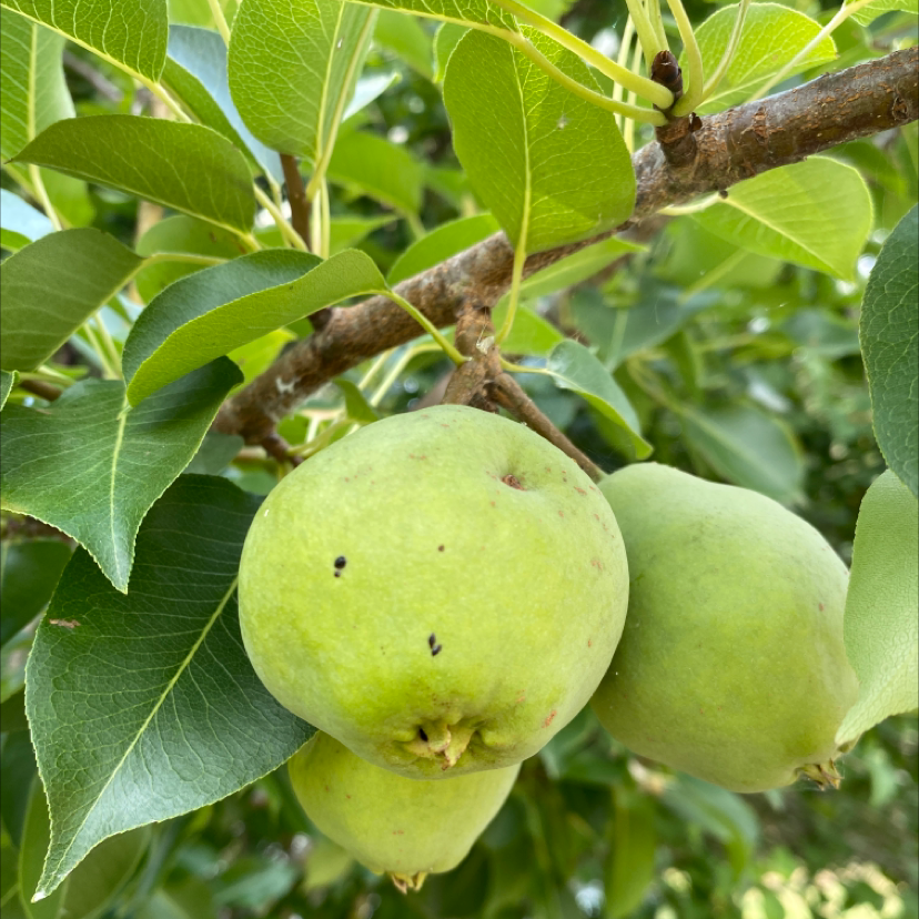 🍐 10 Benefits of Having a Pear
