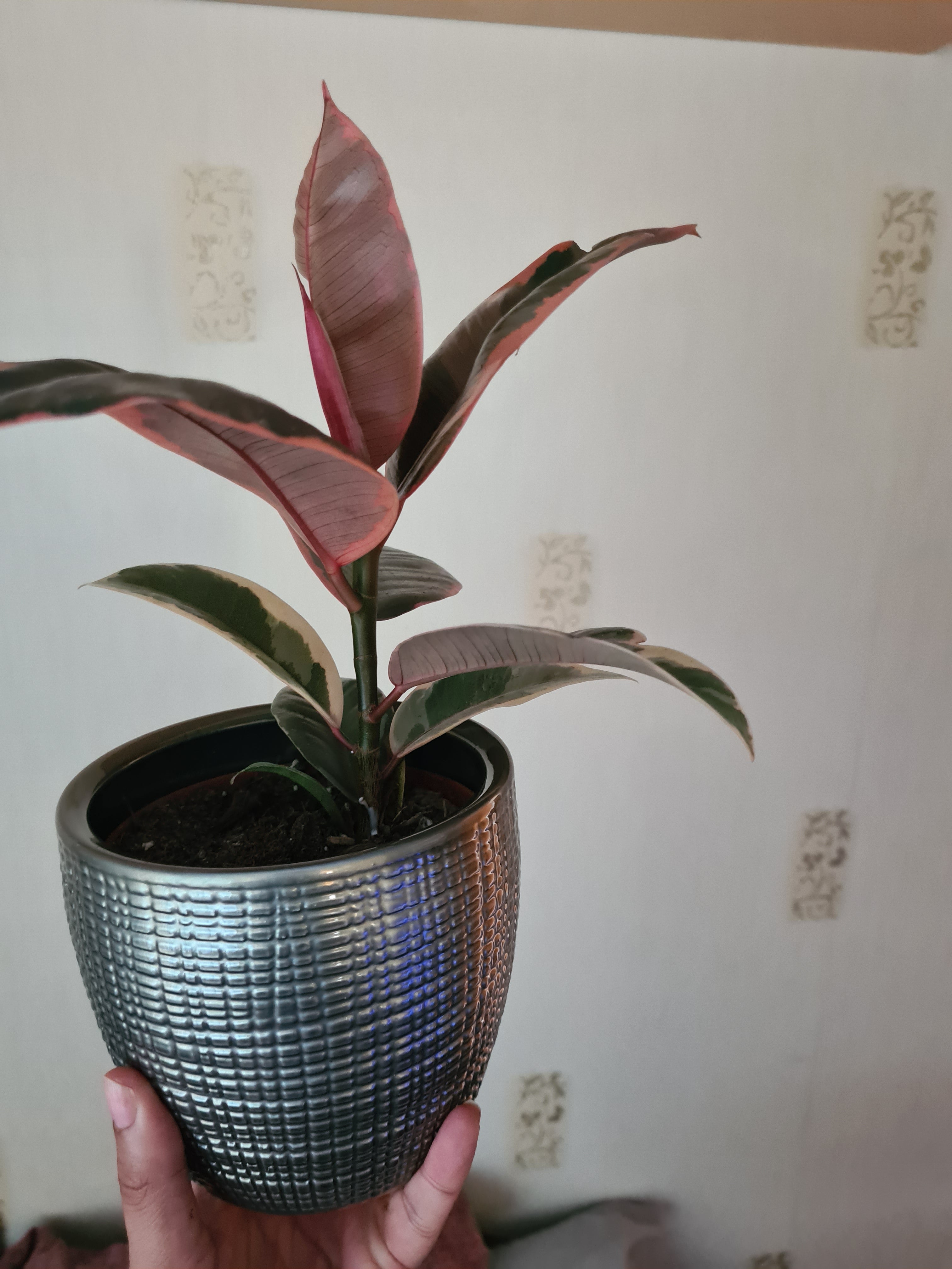 Reuben (Ficus Belize) | A plant by @ZingMahoe on Greg