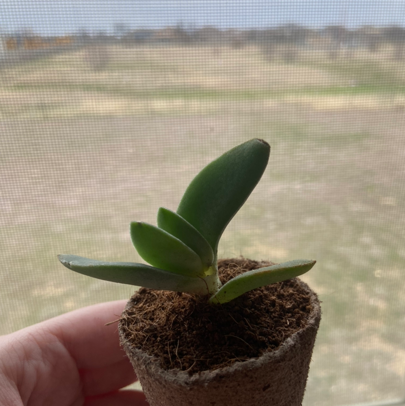 Soil Recommendations for Propeller Plant