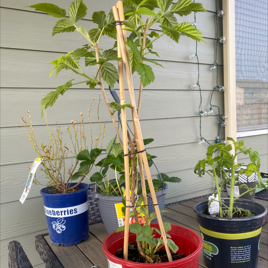 Black Spots on My European Red Raspberry Leaves