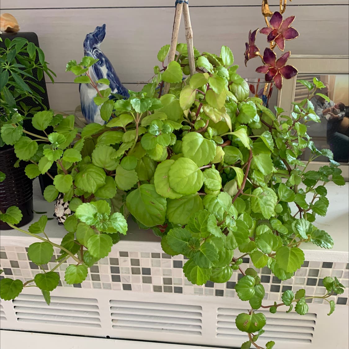 My Swedish Ivy's Light Needs My Swedish Ivy's Light Needs