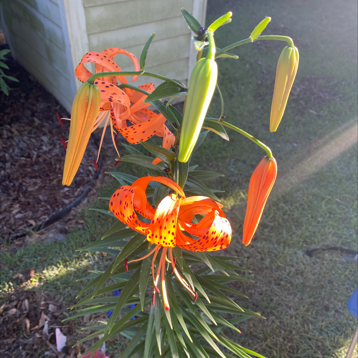 🐛 What Are The Bugs on My Tiger Lily?
