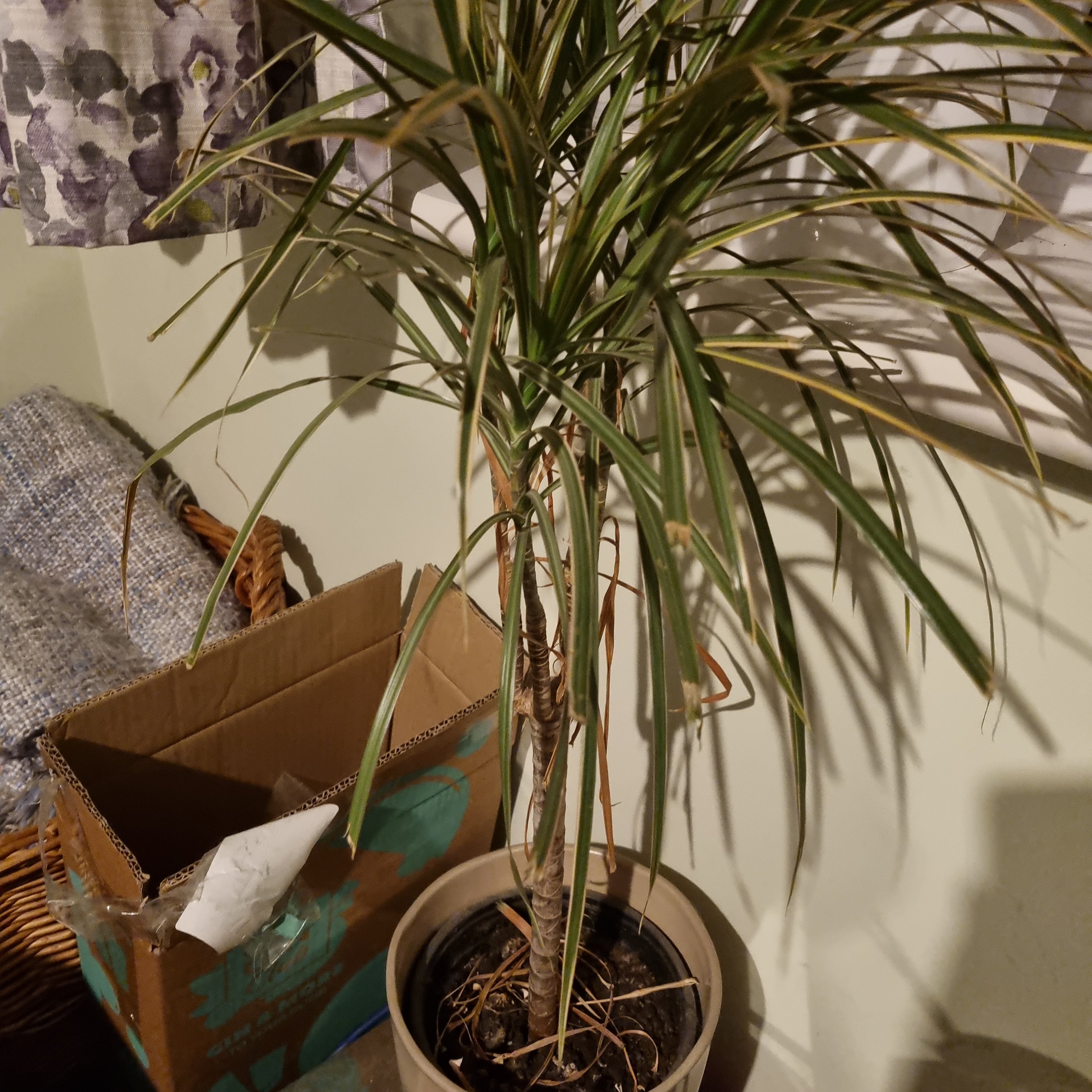 How Can You Tell If A Madagascar Dragon Tree Is Dying?