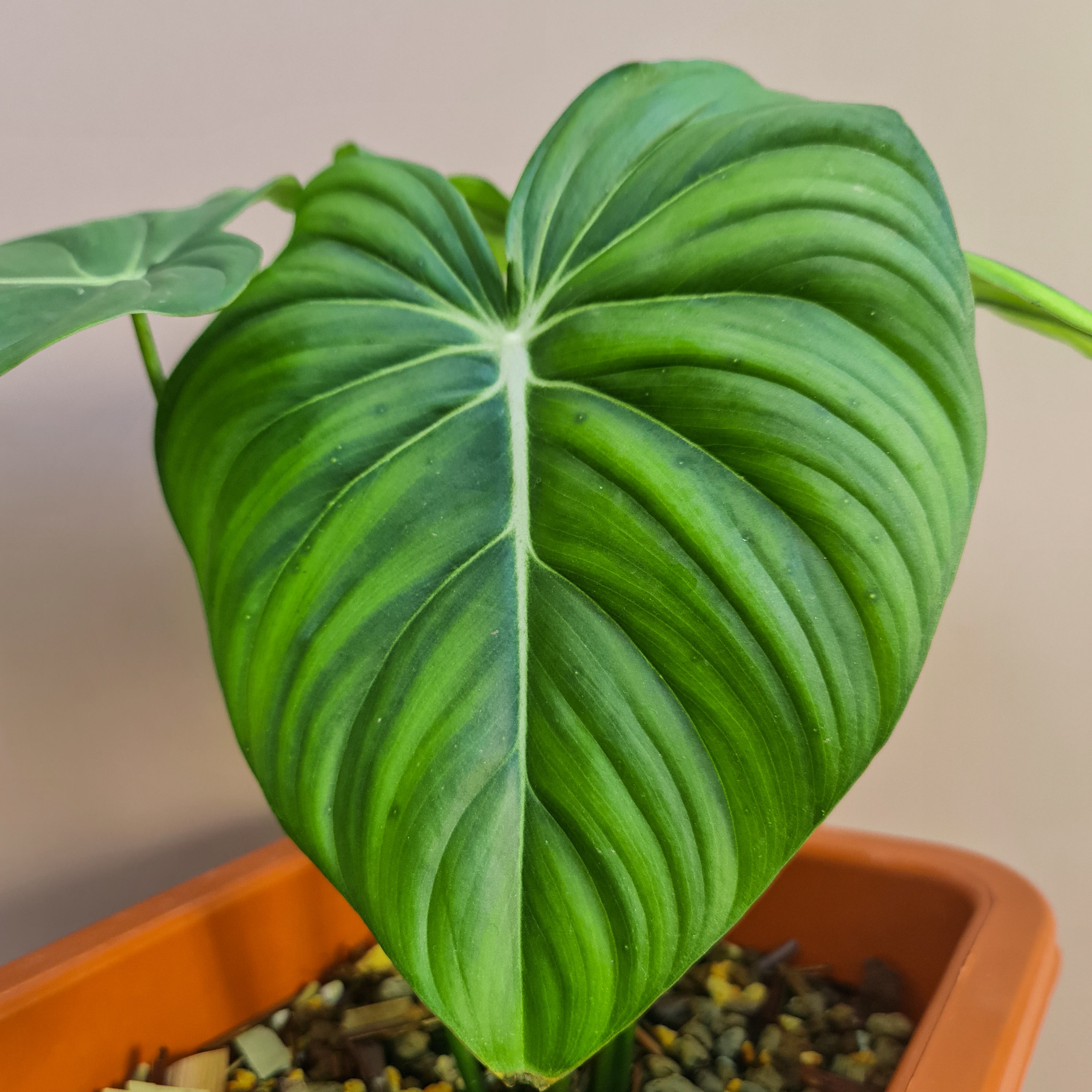 Philodendron Pastazanum is Toxic to Cats 🐈