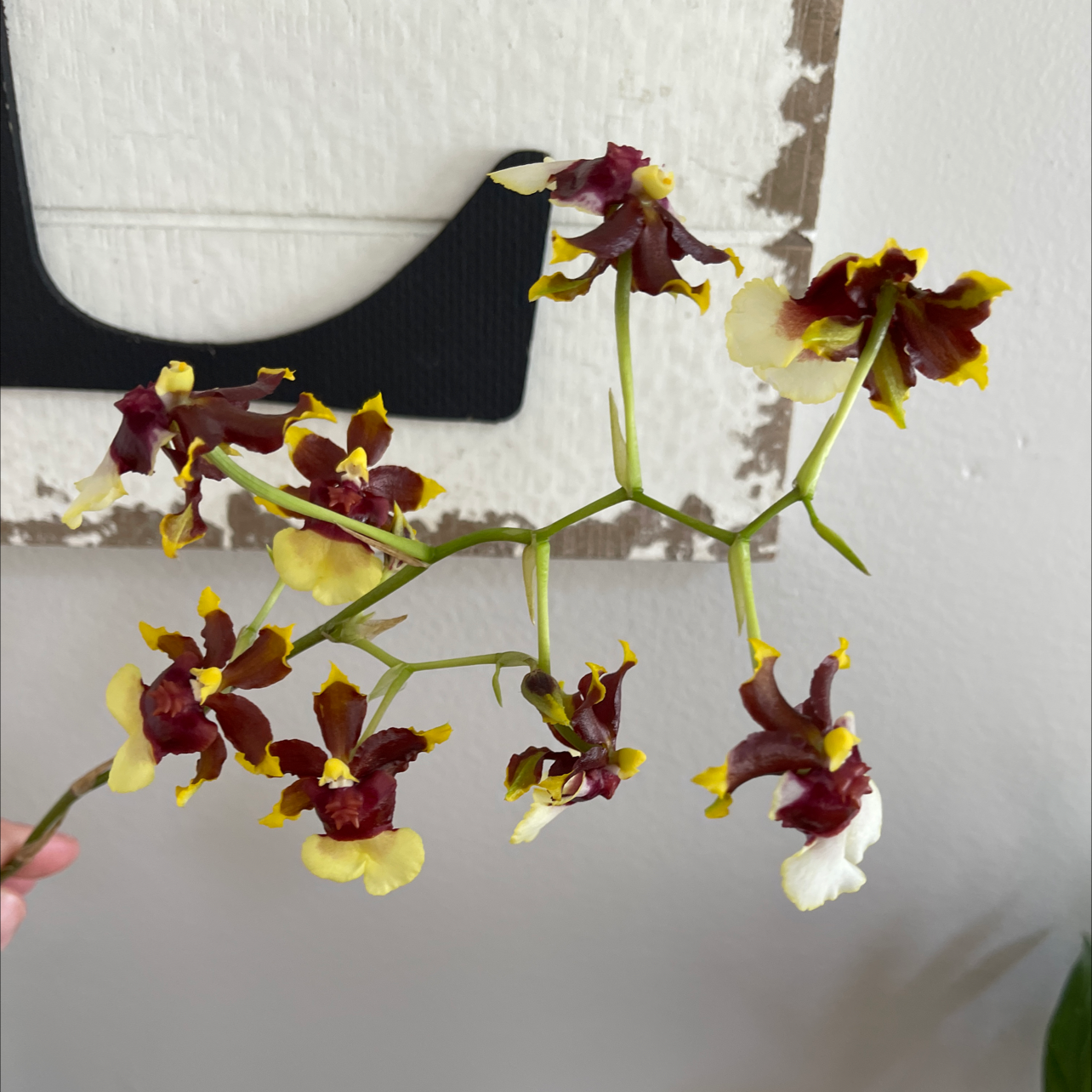 💃 How and When Should I Cut Back My Dancing-Lady Orchid?