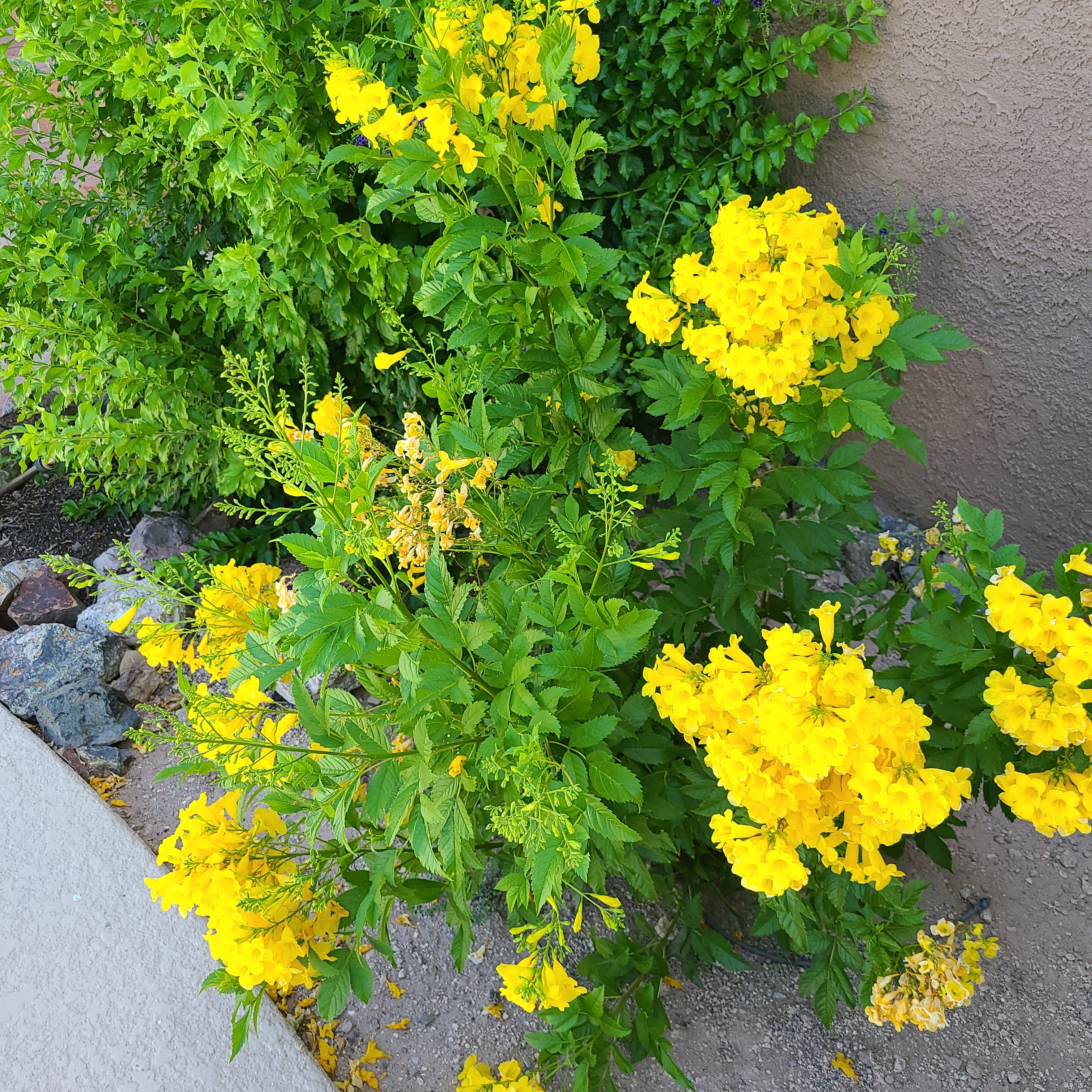 How to Propagate Your Yellow Bells