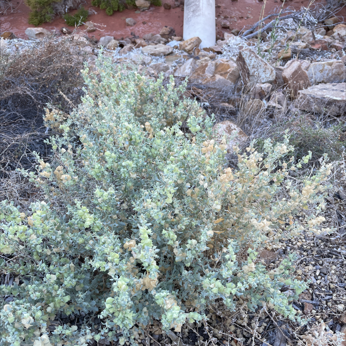 The Complete Shadscale Plant Care Guide: Water, Light & Beyond