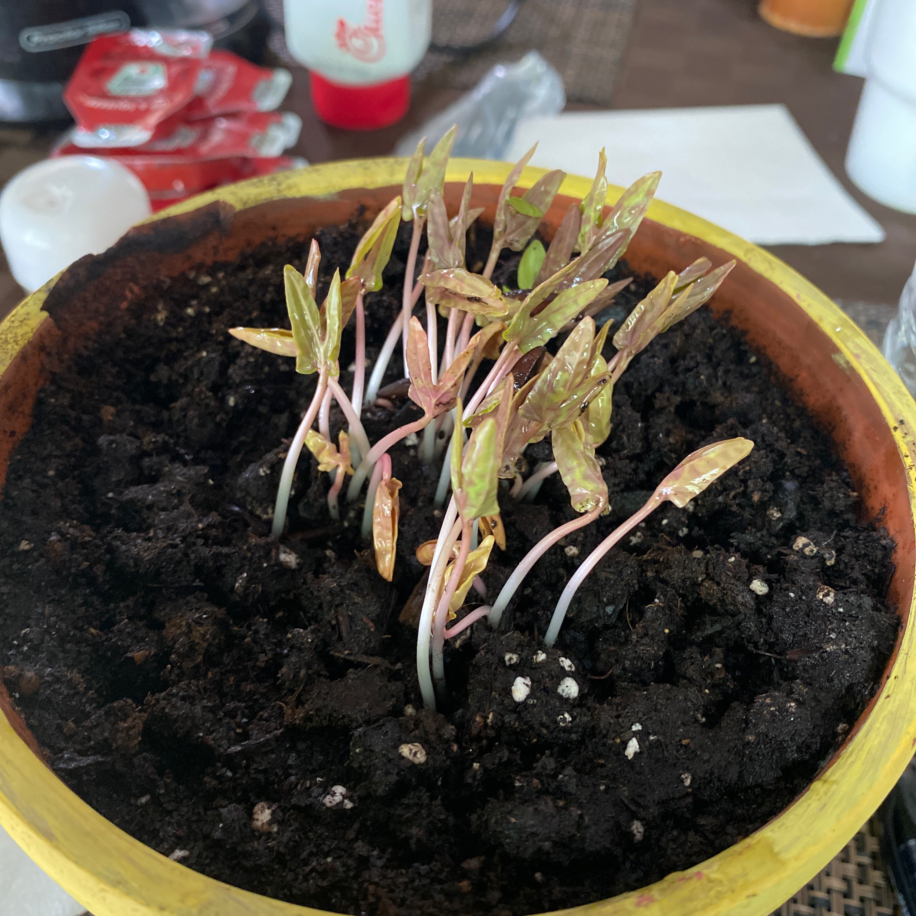 Fertilizing My Morning Glory