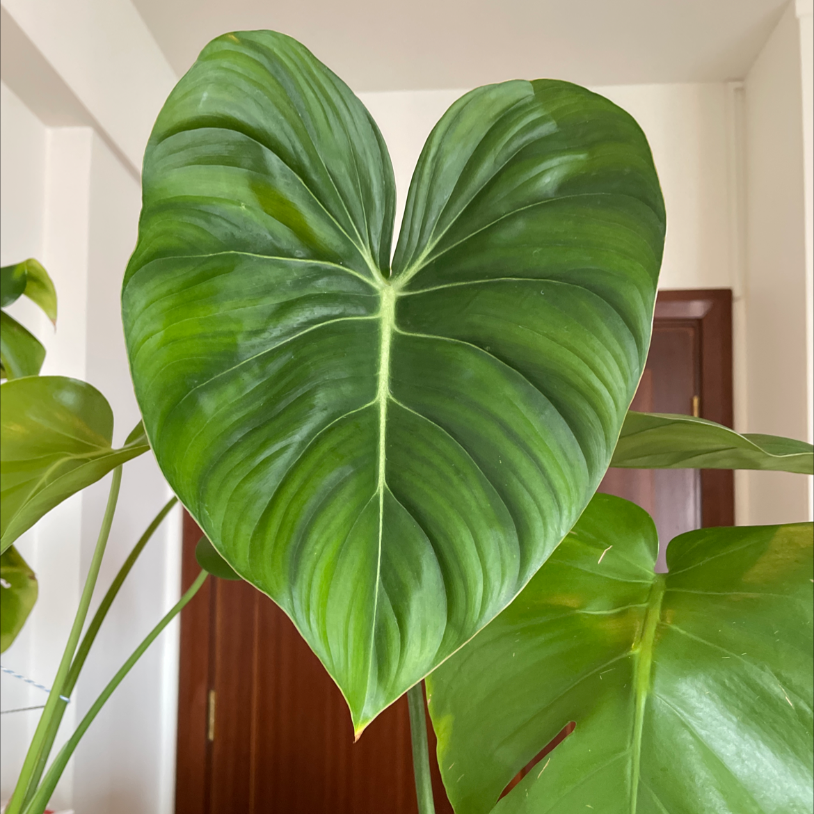 Am I Starving My Philodendron 'McDowell'? Fertilizing 101