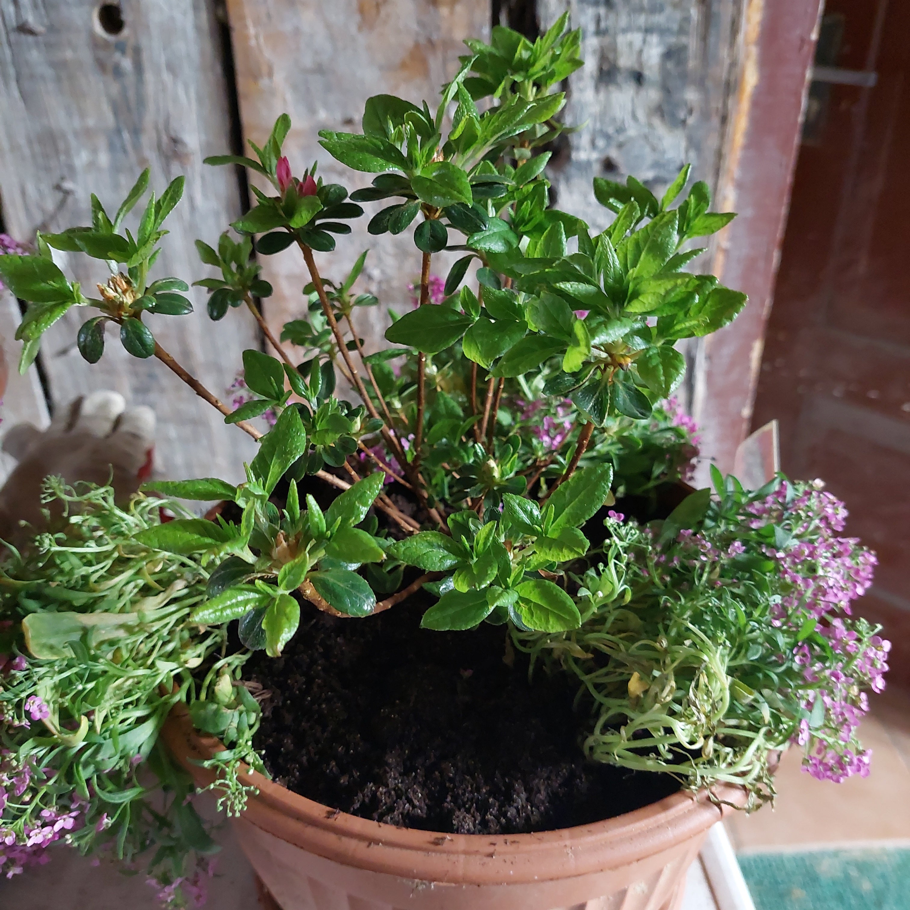 💧 Why Are My Pink Azalea Leaves Droopy?