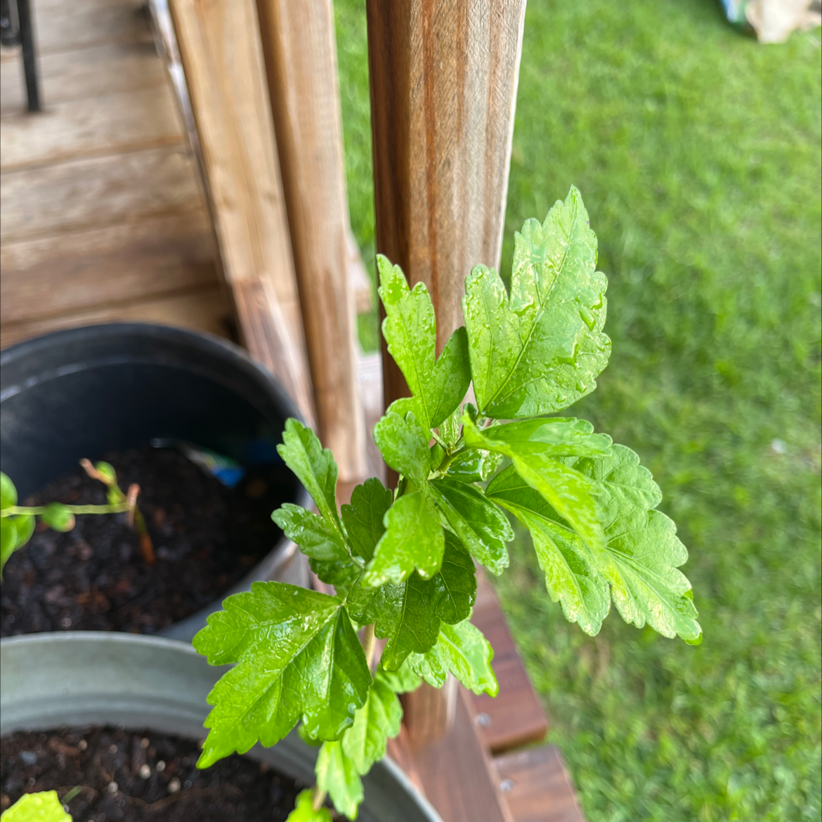 Diagnosing Korean Hibiscus Root Rot