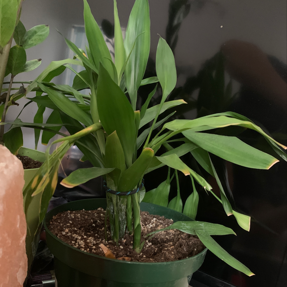 🤒 Why Are There Brown Spots on My Lucky Bamboo Leaves?