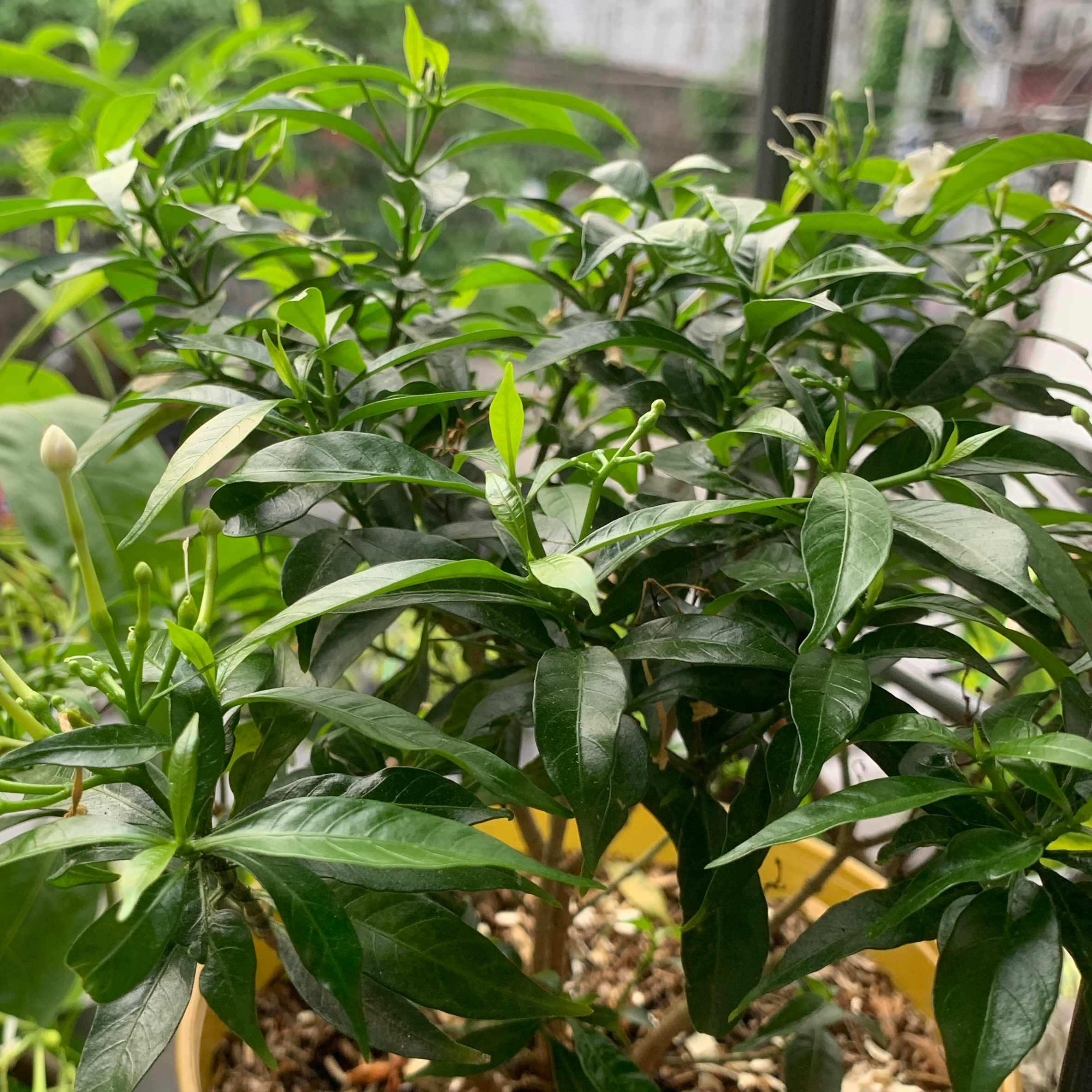 Kampupot Flower Images | Best Flower Site