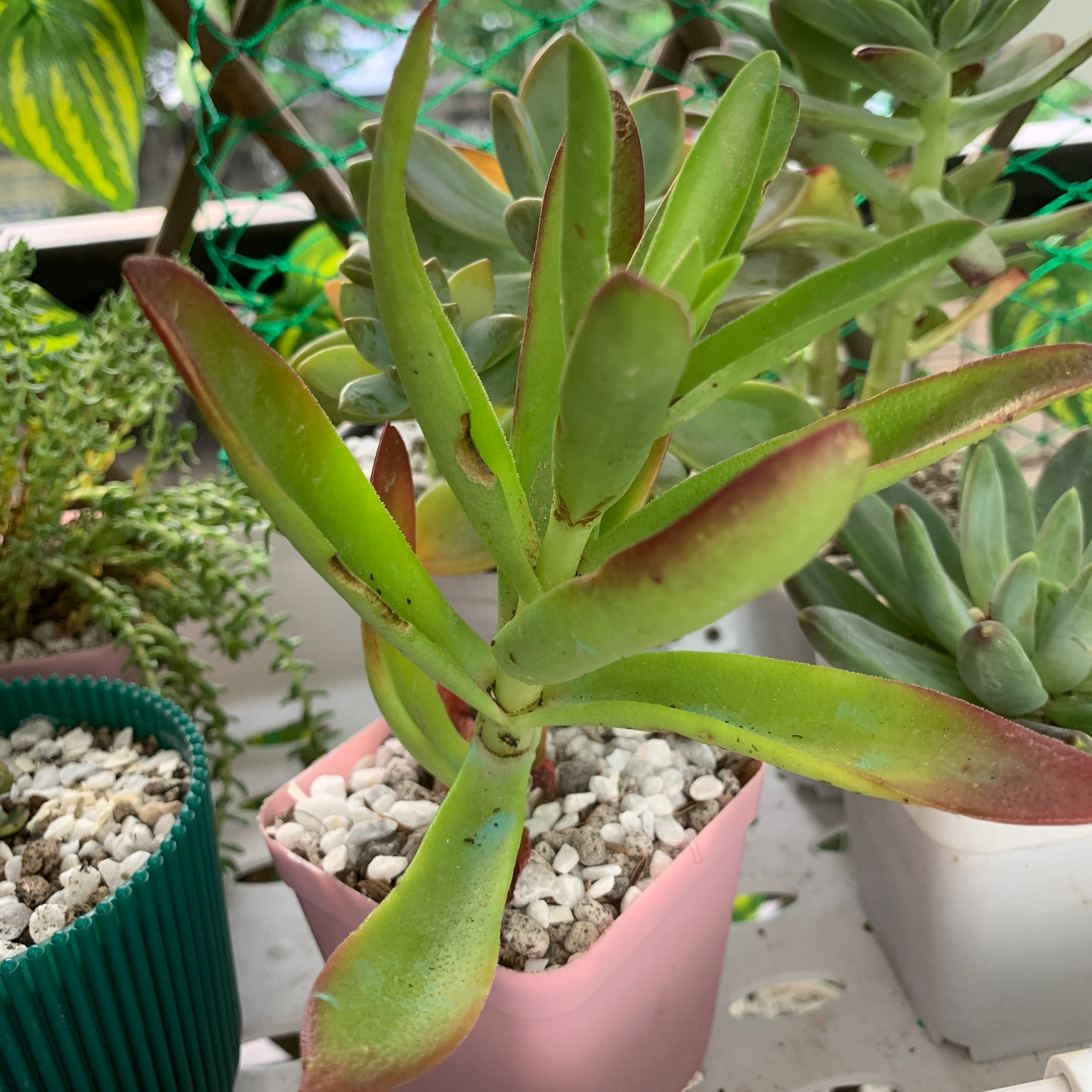 Soil Recommendations for Campfire Crassula