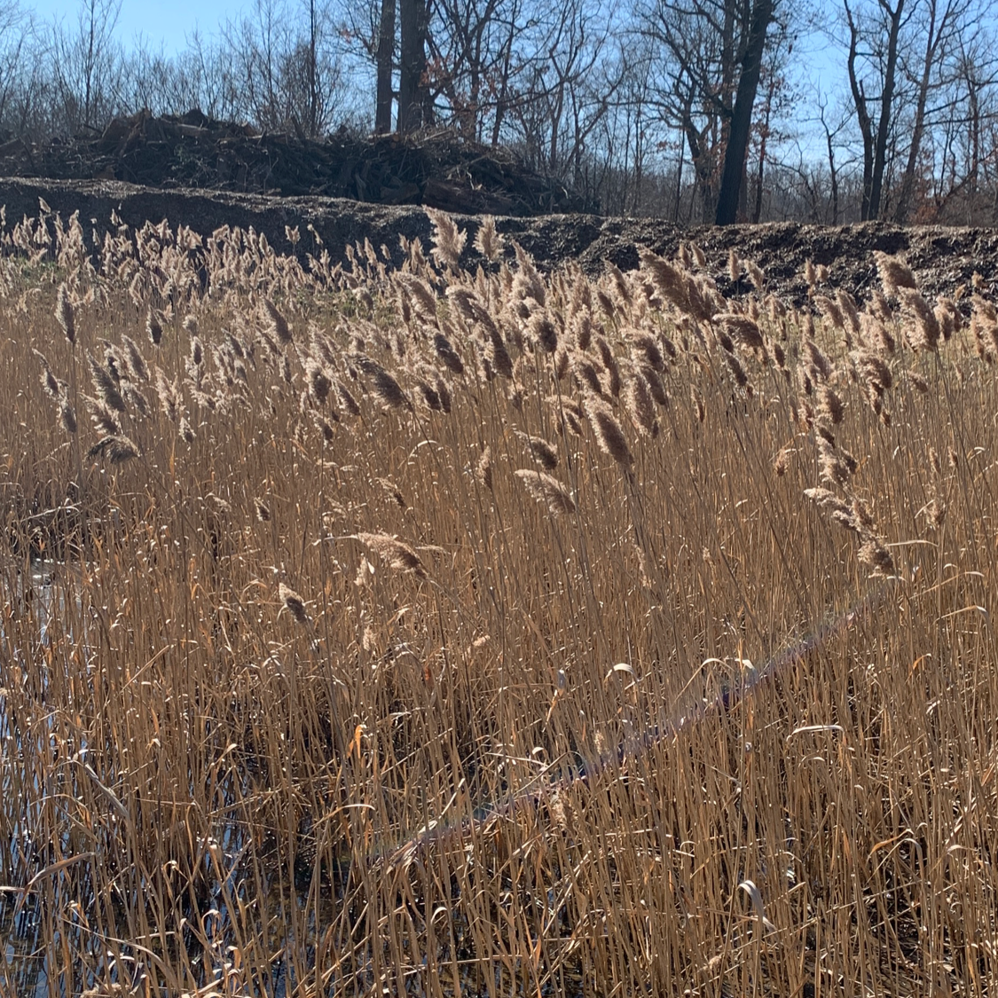 Common Reed Plant Care: Water, Light, Nutrients | Greg App 🌱