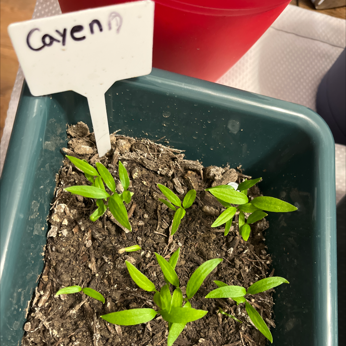 🌶️ Symbolism and Benefits of the Cheyenne Chilli Pepper