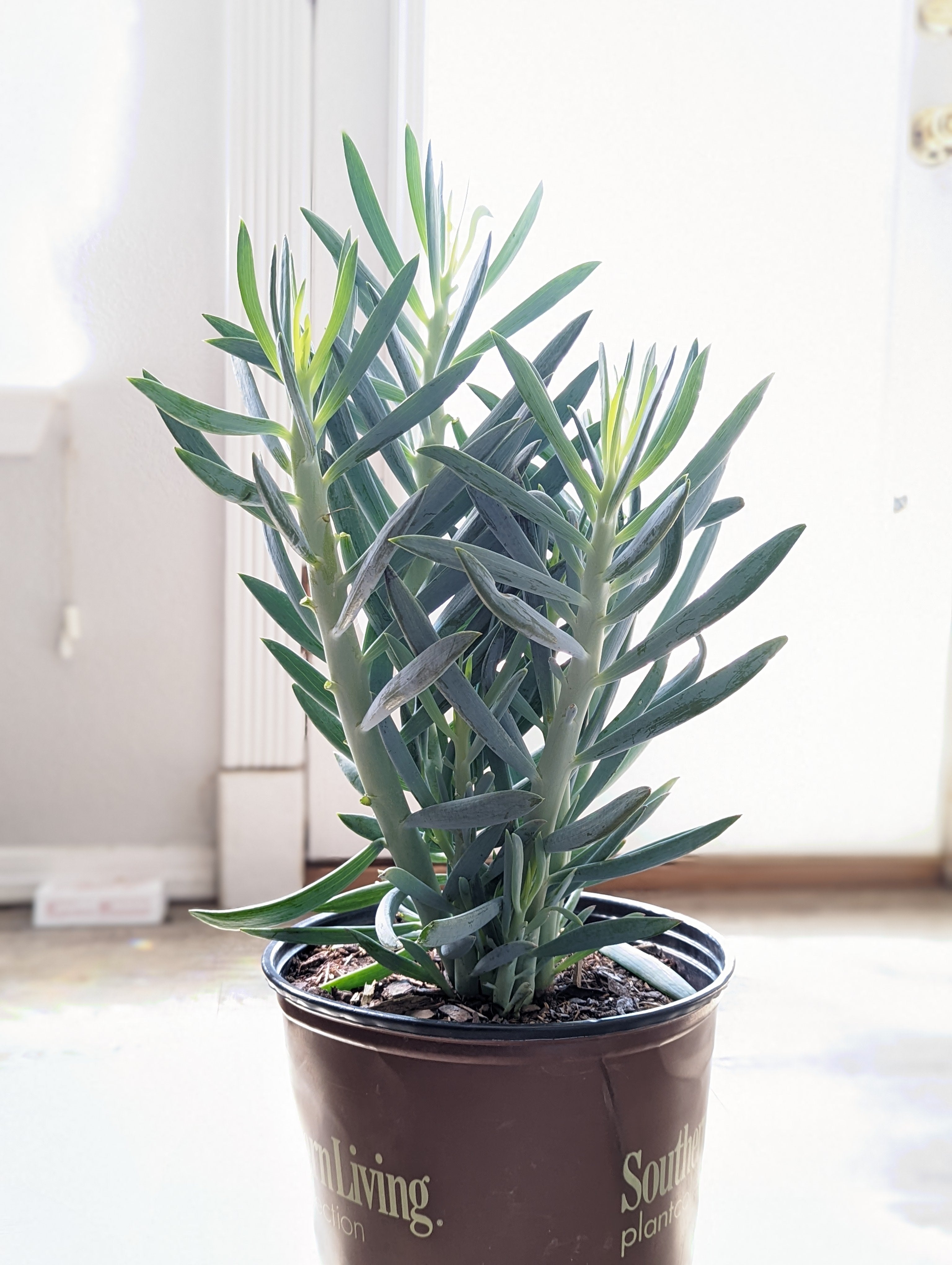 🏙 What Is A Good Temperature Range For My Skyscraper Senecio?