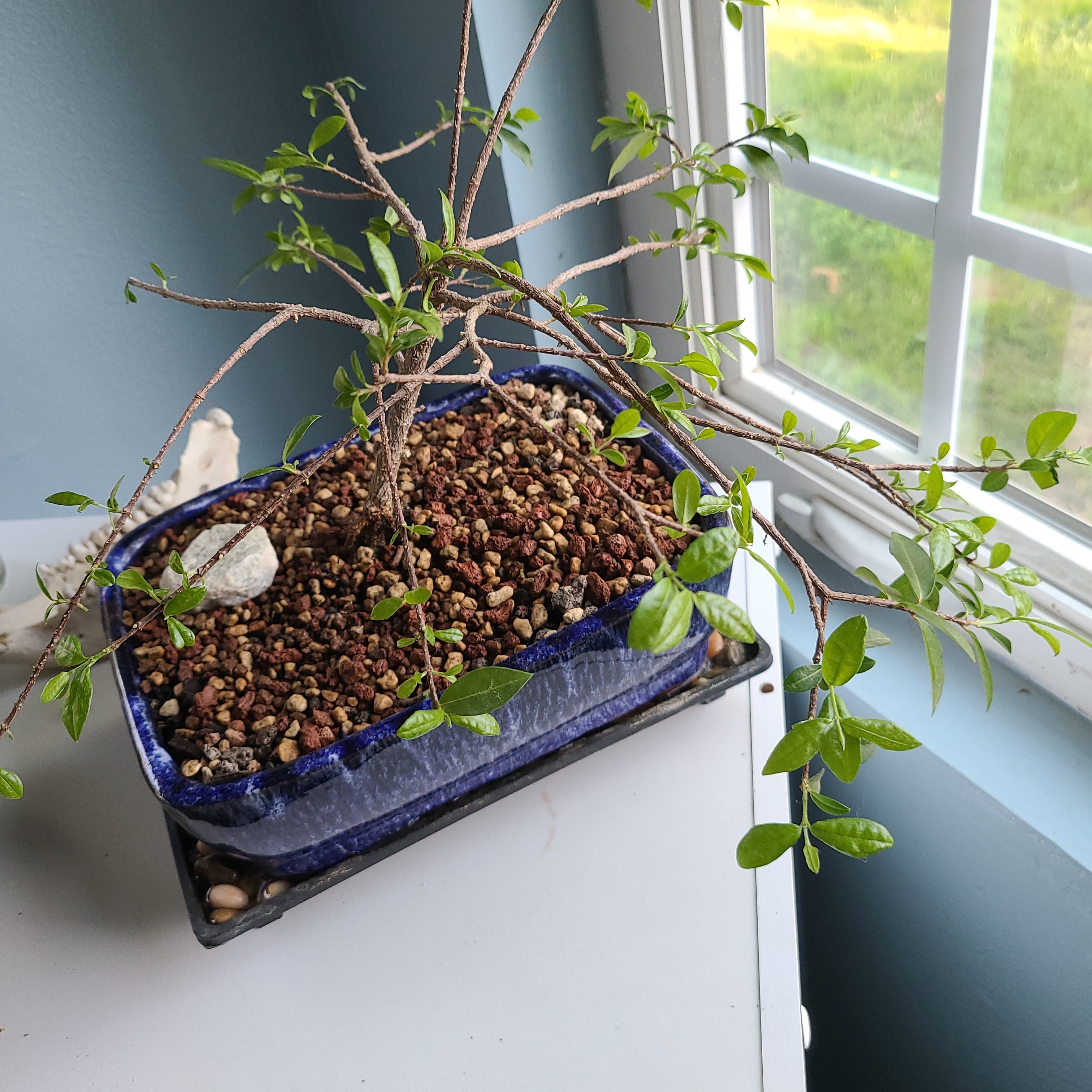 🍒 10 Advantages of Having a Barbados Cherry