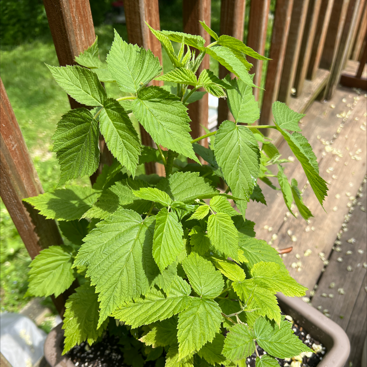 🍇 Symbolism and Benefits of the European Red Raspberry