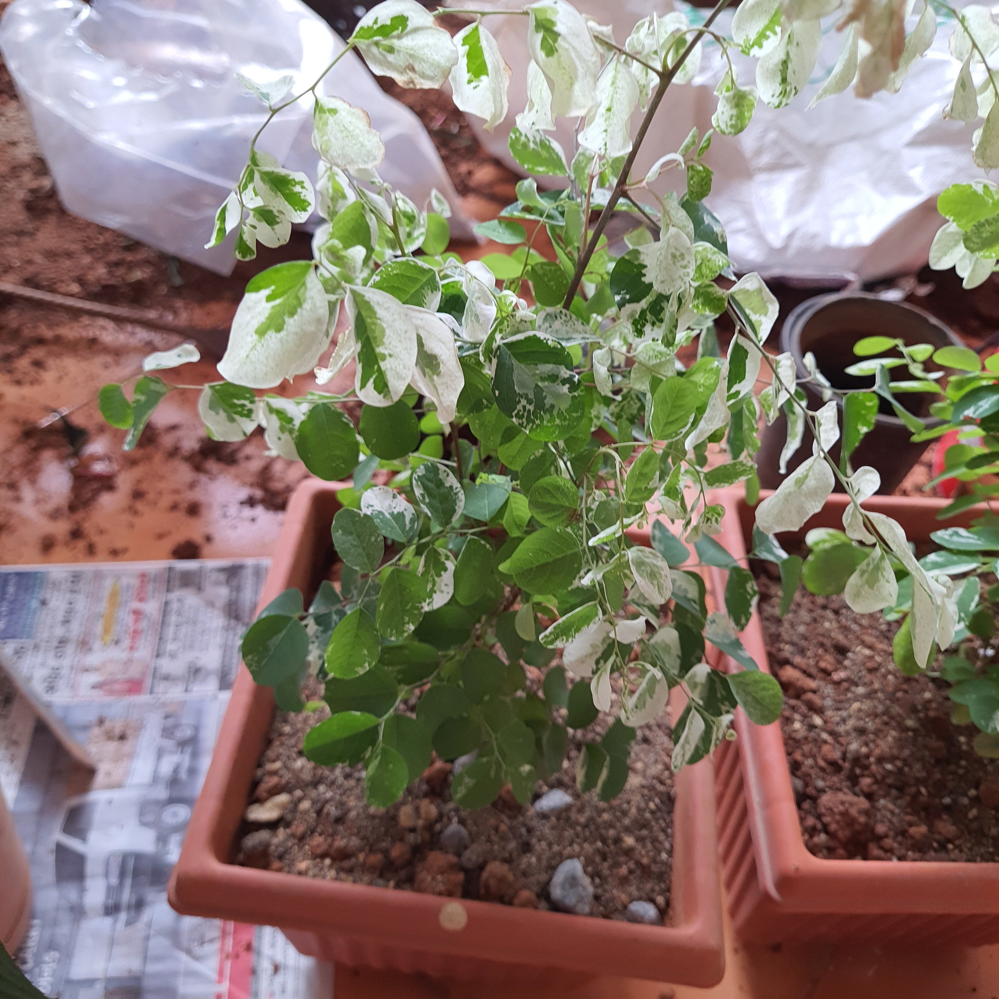 10 Advantages of Having a Brenia Snowbush